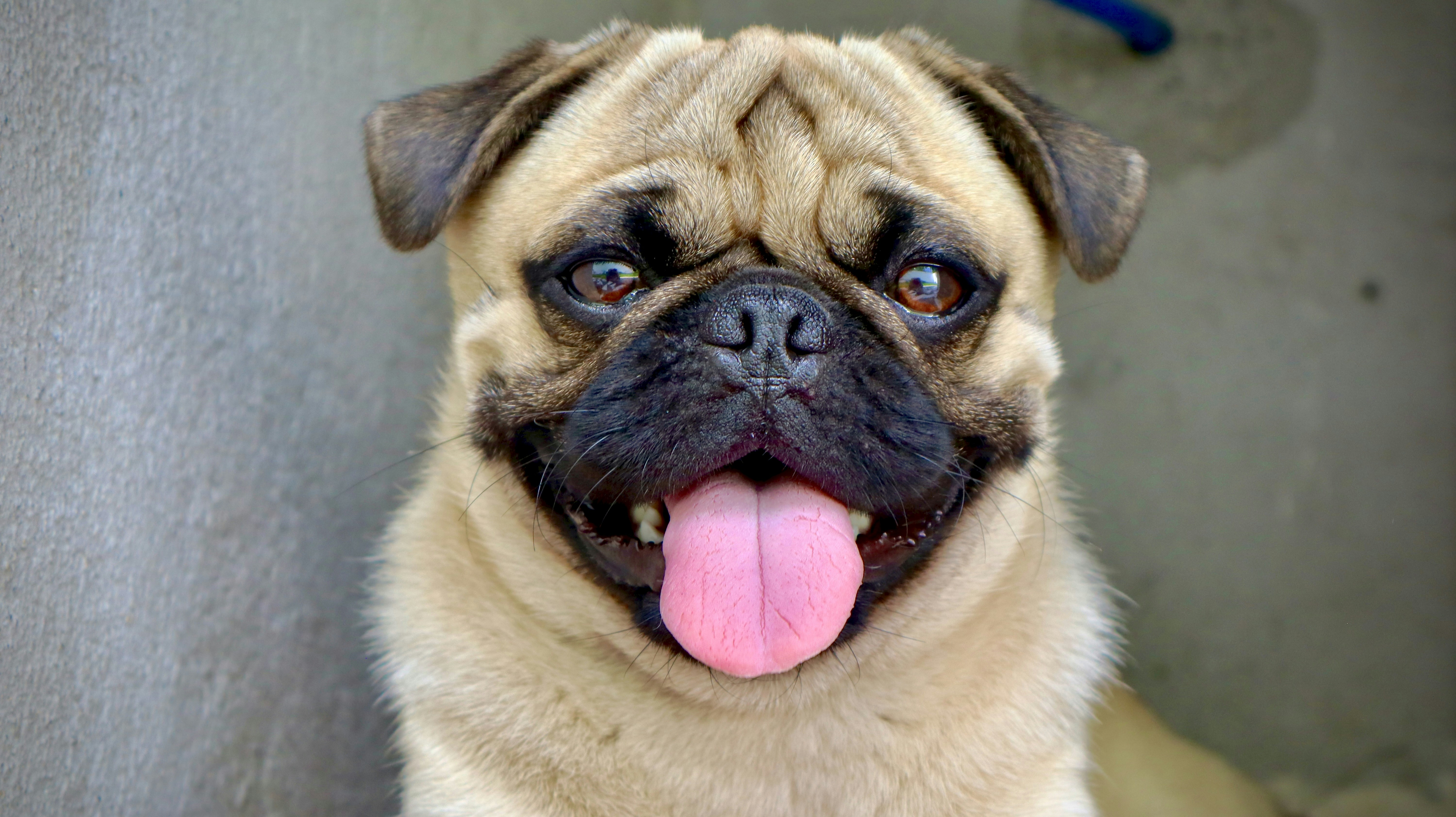 Pug Portrait: Cheerful Gaze with a Sticky Tongue