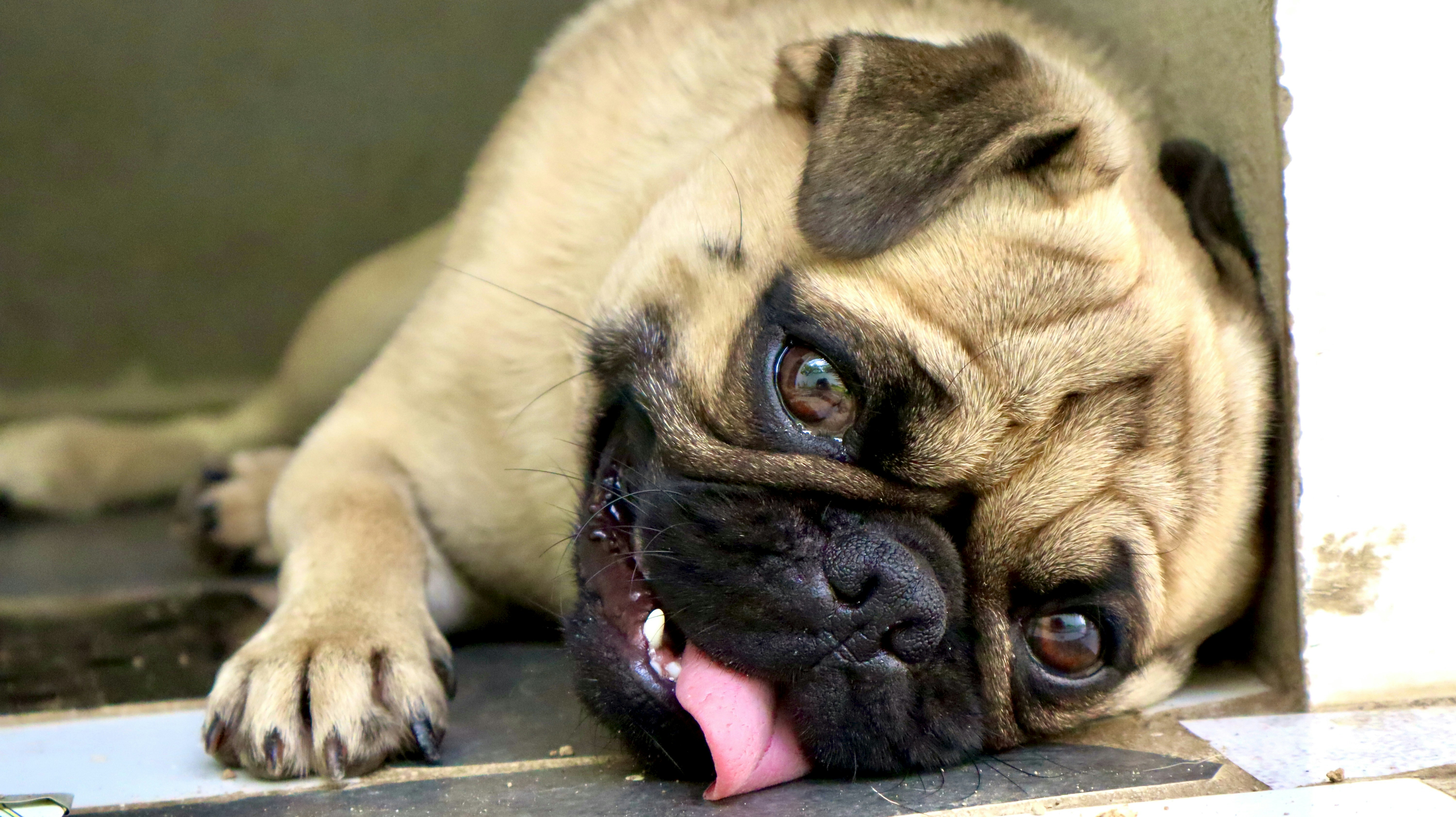 Curled-Under Comfort: A Pug's Quiet Rest in the Shade