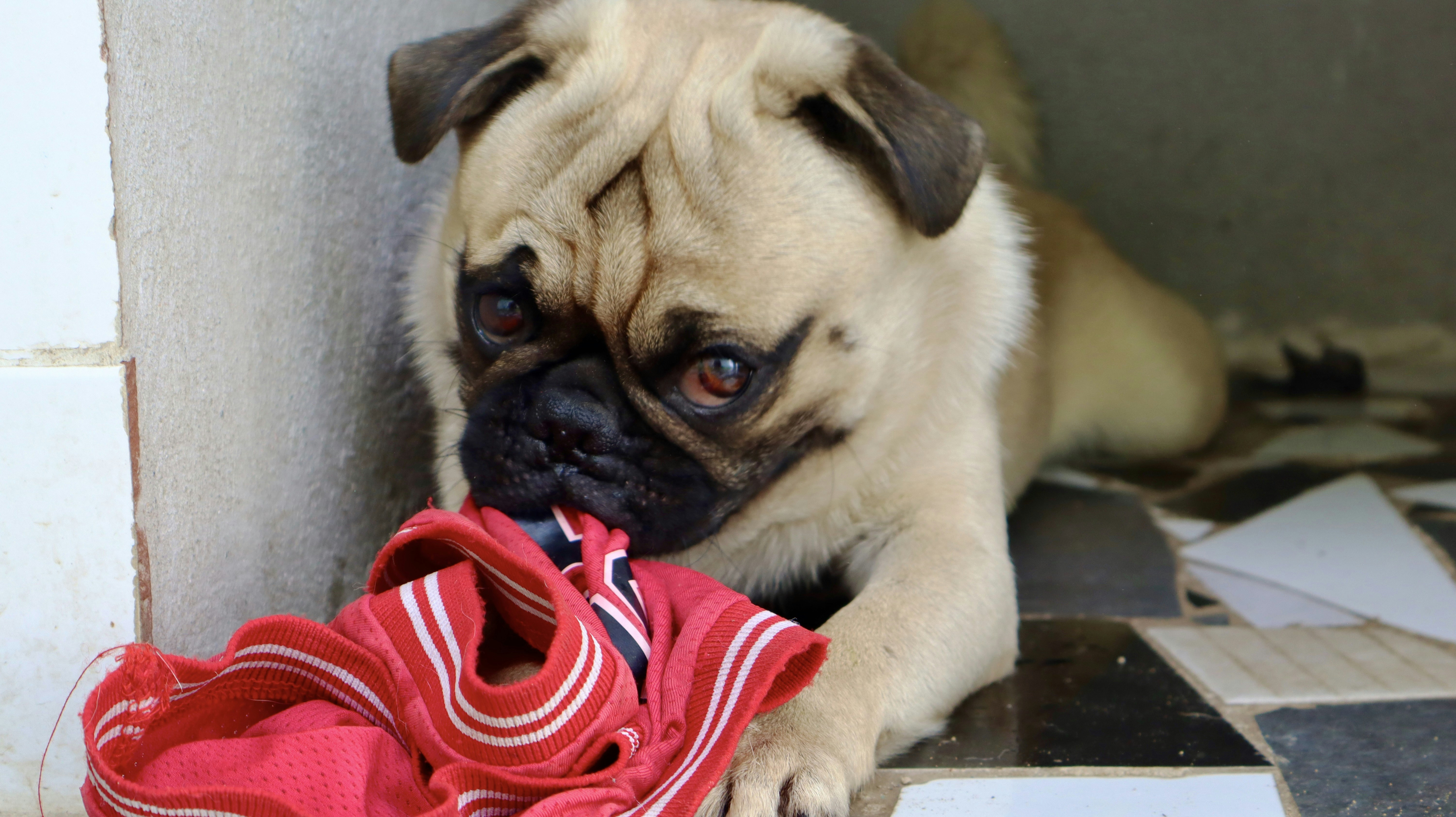 Curled Cap of Red Fabric: A Curious Pug in the Threshold
