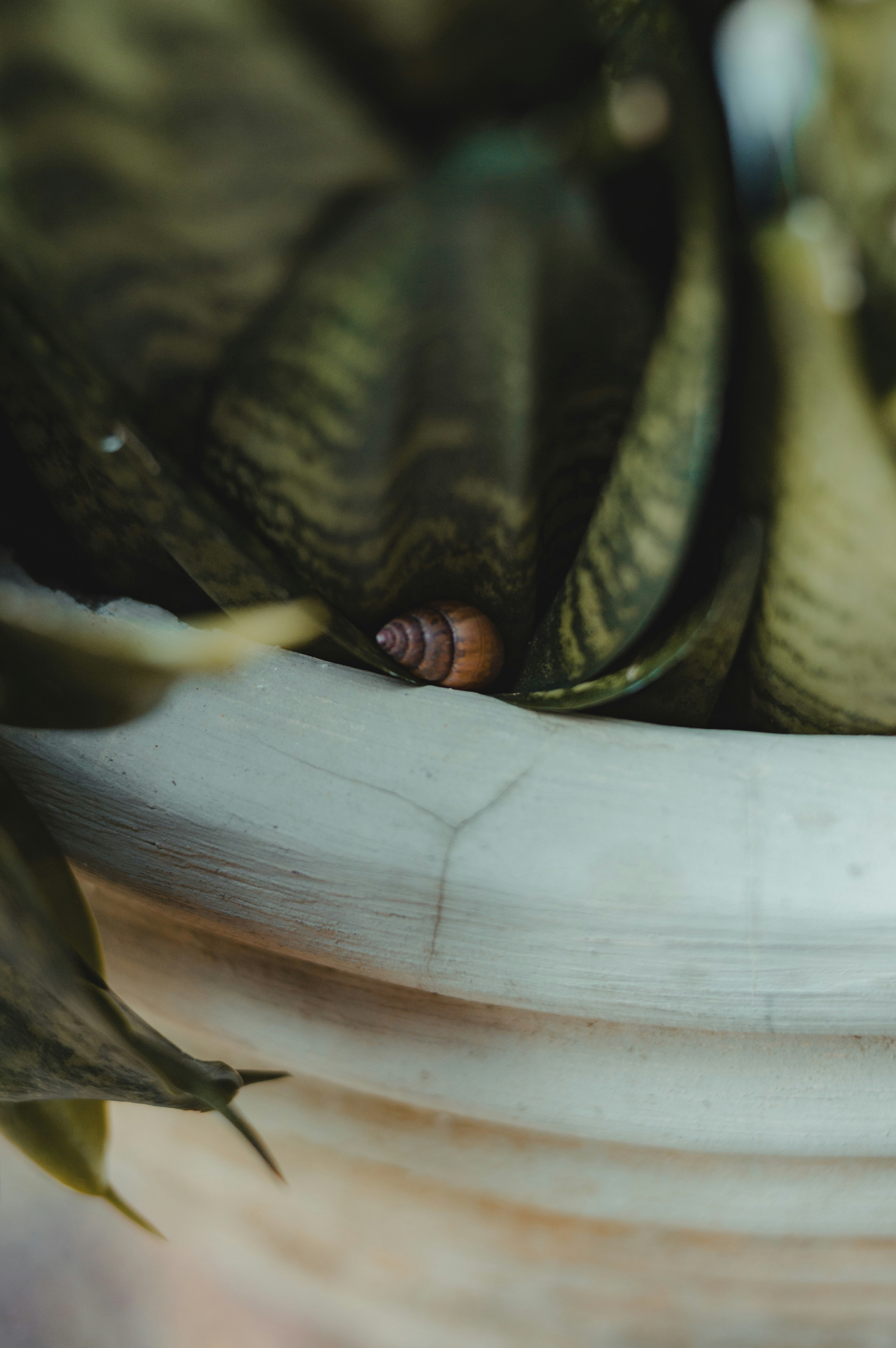 Coiled Snail in a Leavescape