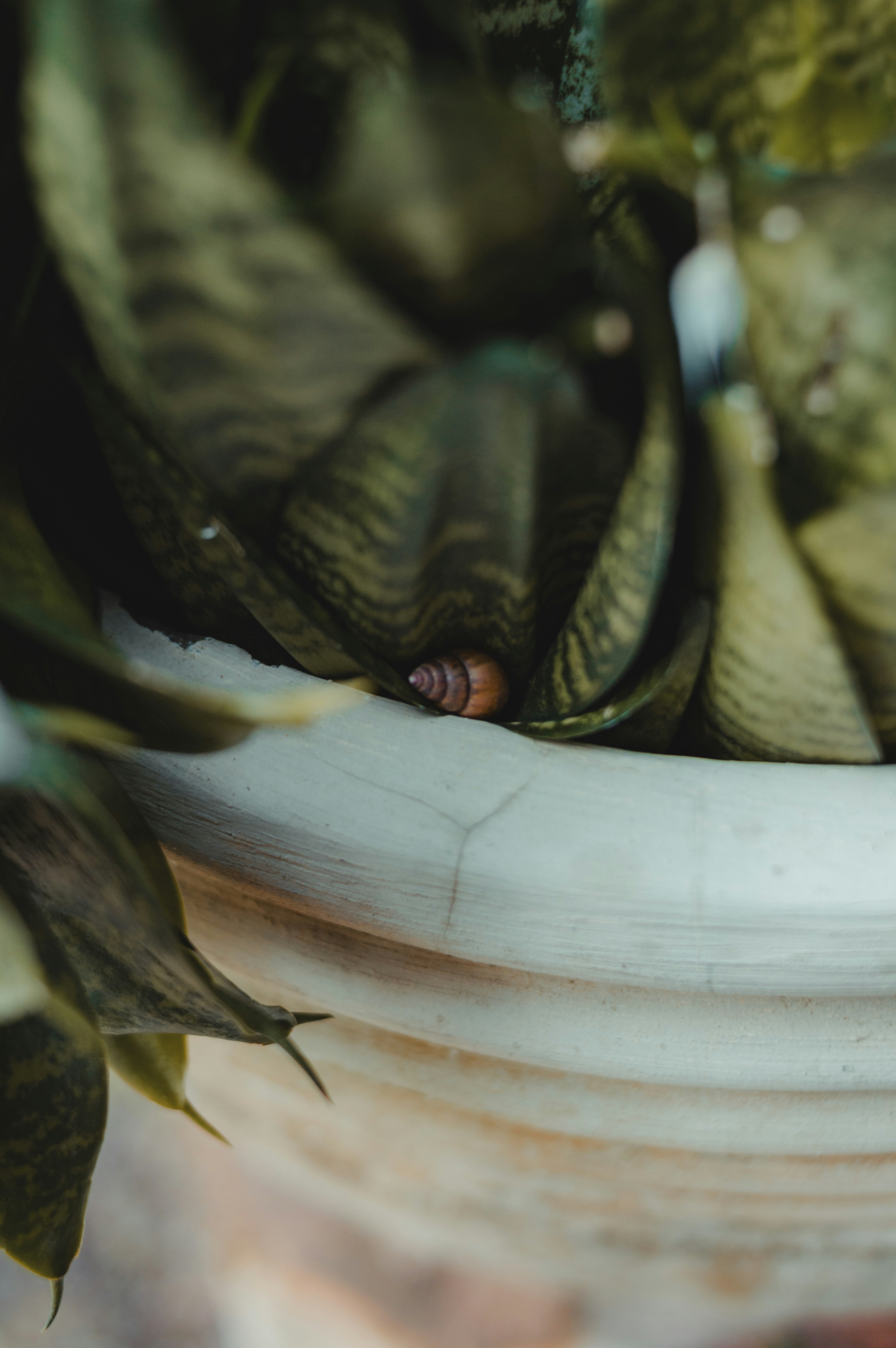 Coiled Plant Vessel: A Spiral of Leaves and Ceramic Echoes