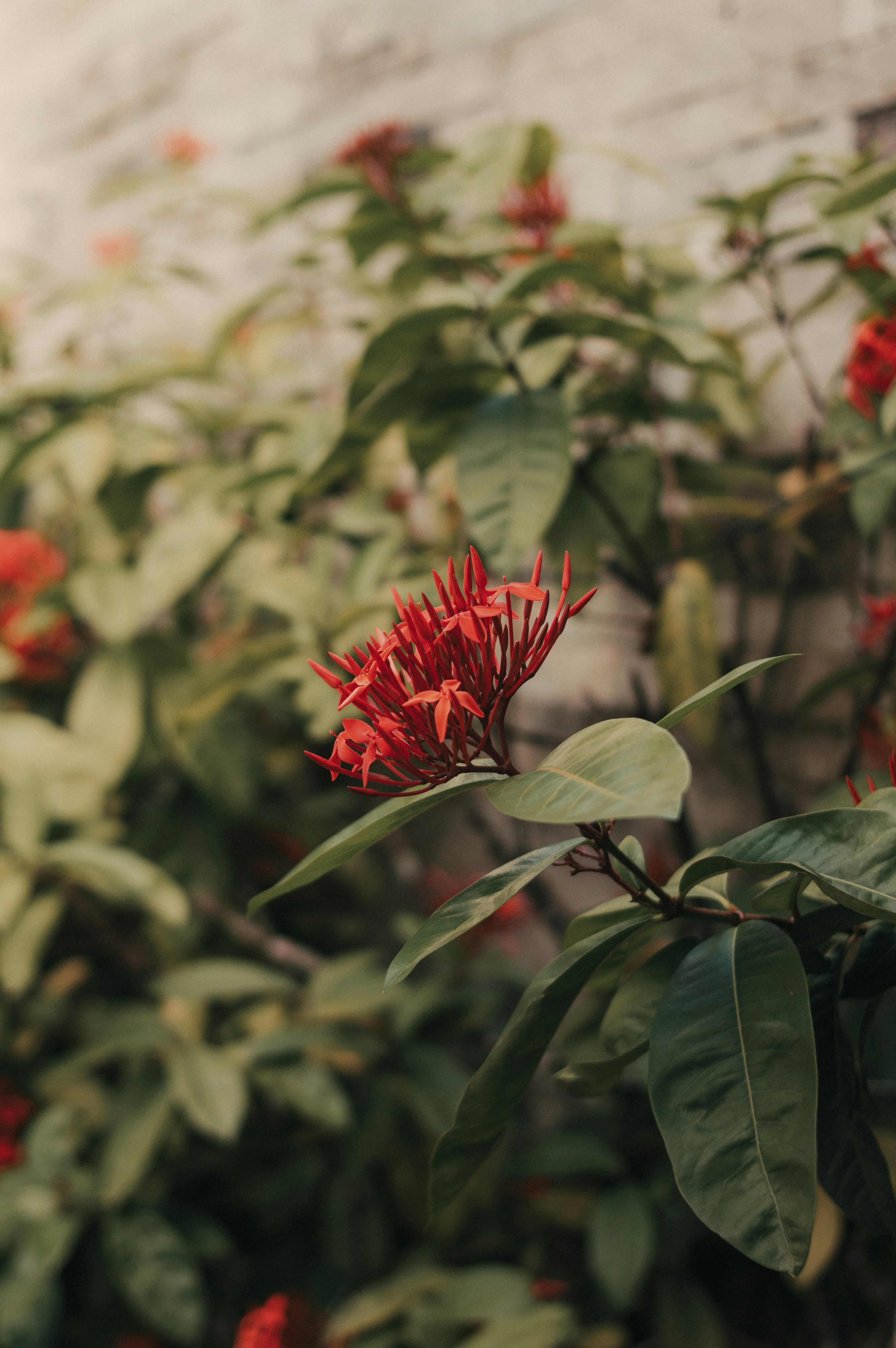 Crimson Bloom: A Close-Up of Red Honeysuckle in Soft Garden Light