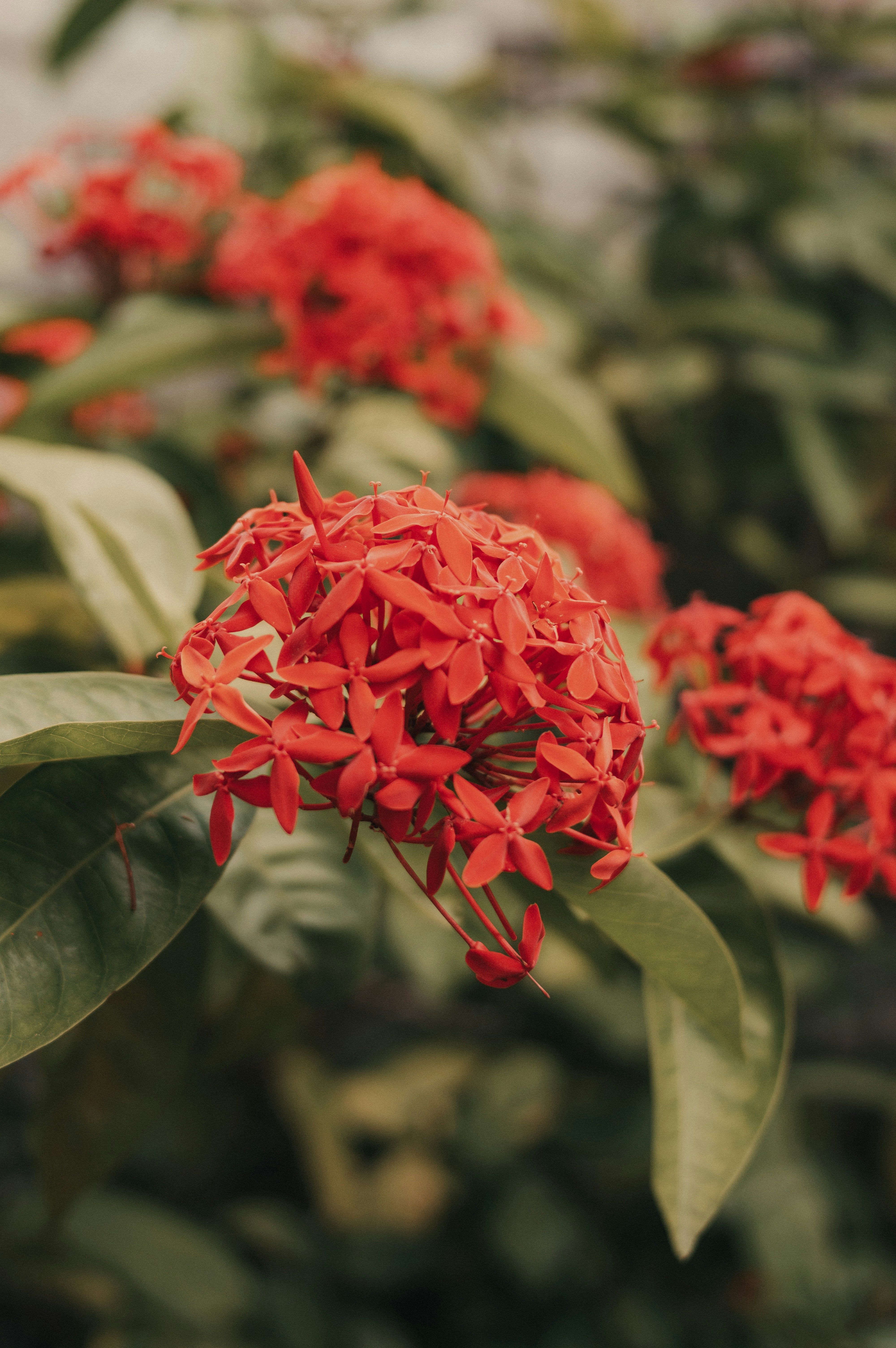 Crimson Cluster: A Close Encounter with Red Ixora