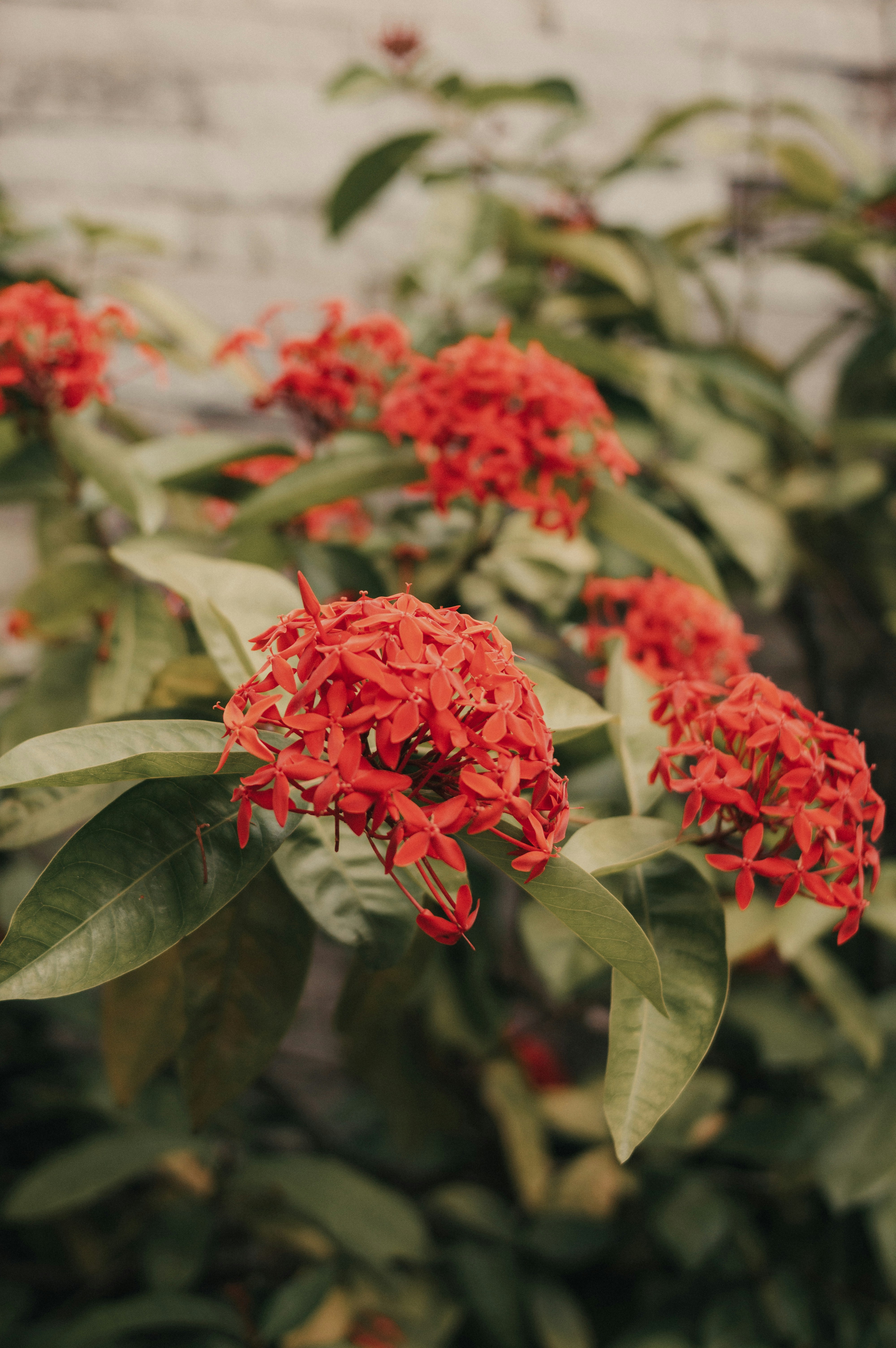 Crimson Cluster: Close-Up of a Red Ixora Bloom Against Foliage