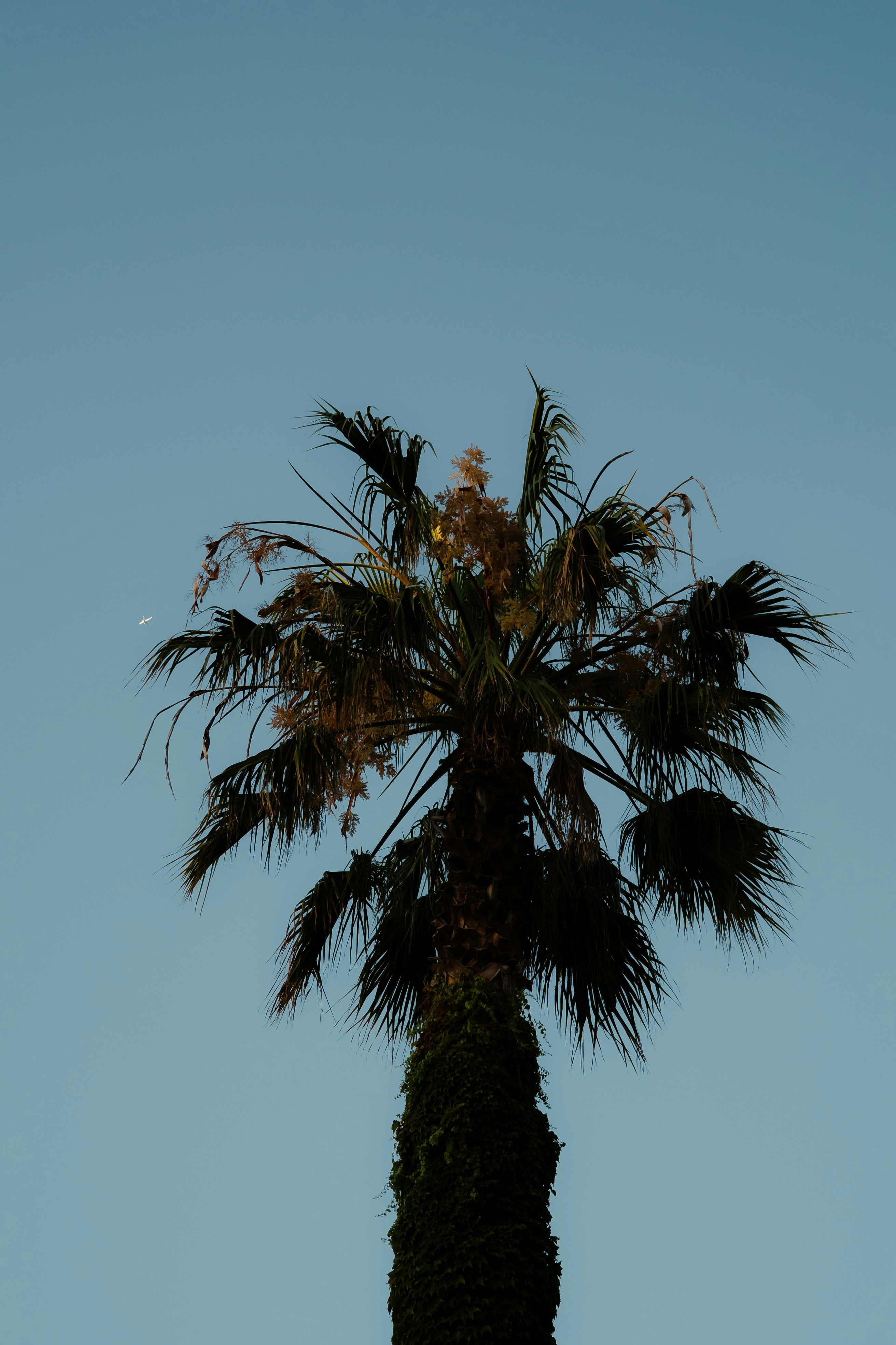 Palm Majesty Against a Clear Coastal Sky