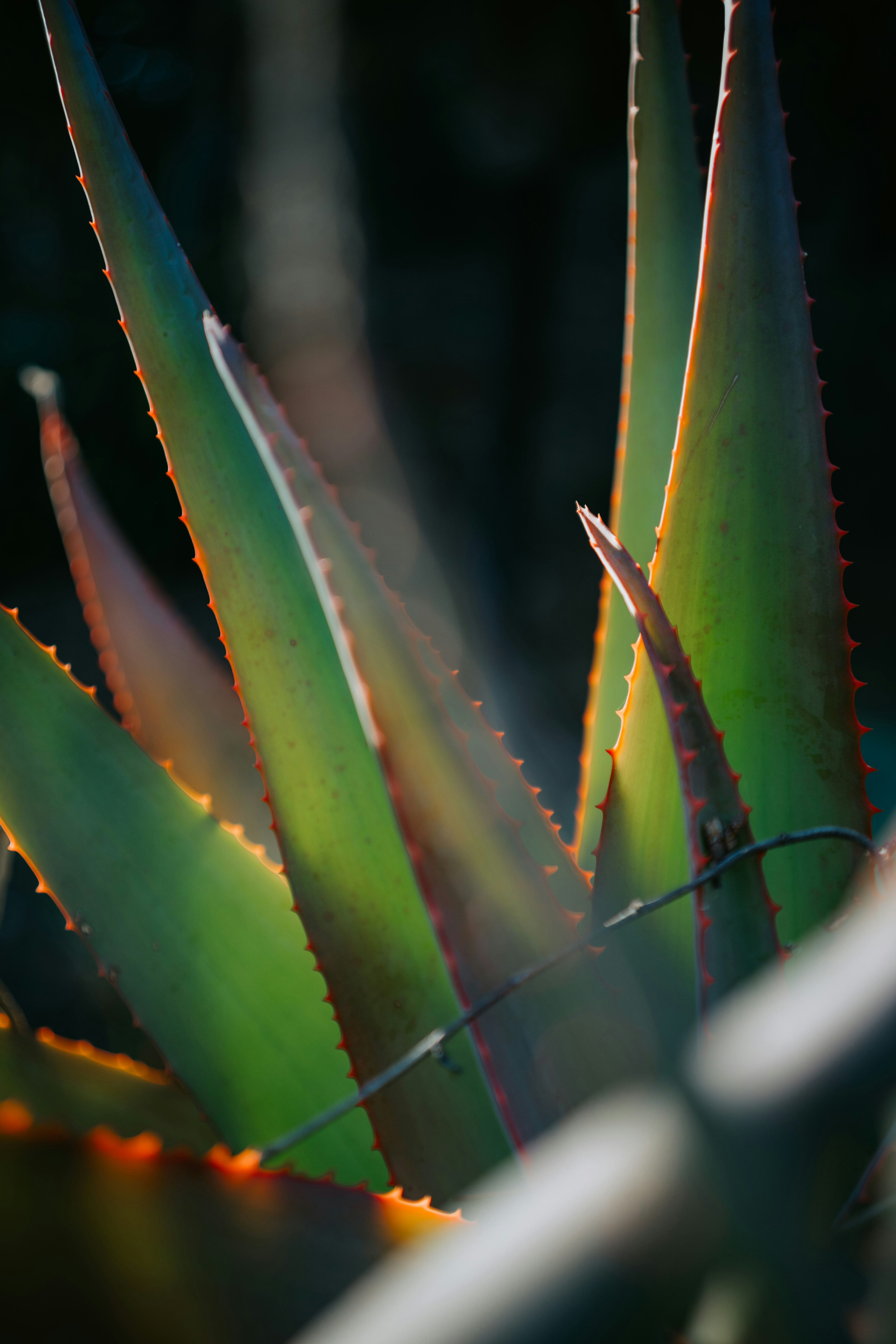 Sunlit Agave Edges: Neon Green Fronds in Quiet Focus