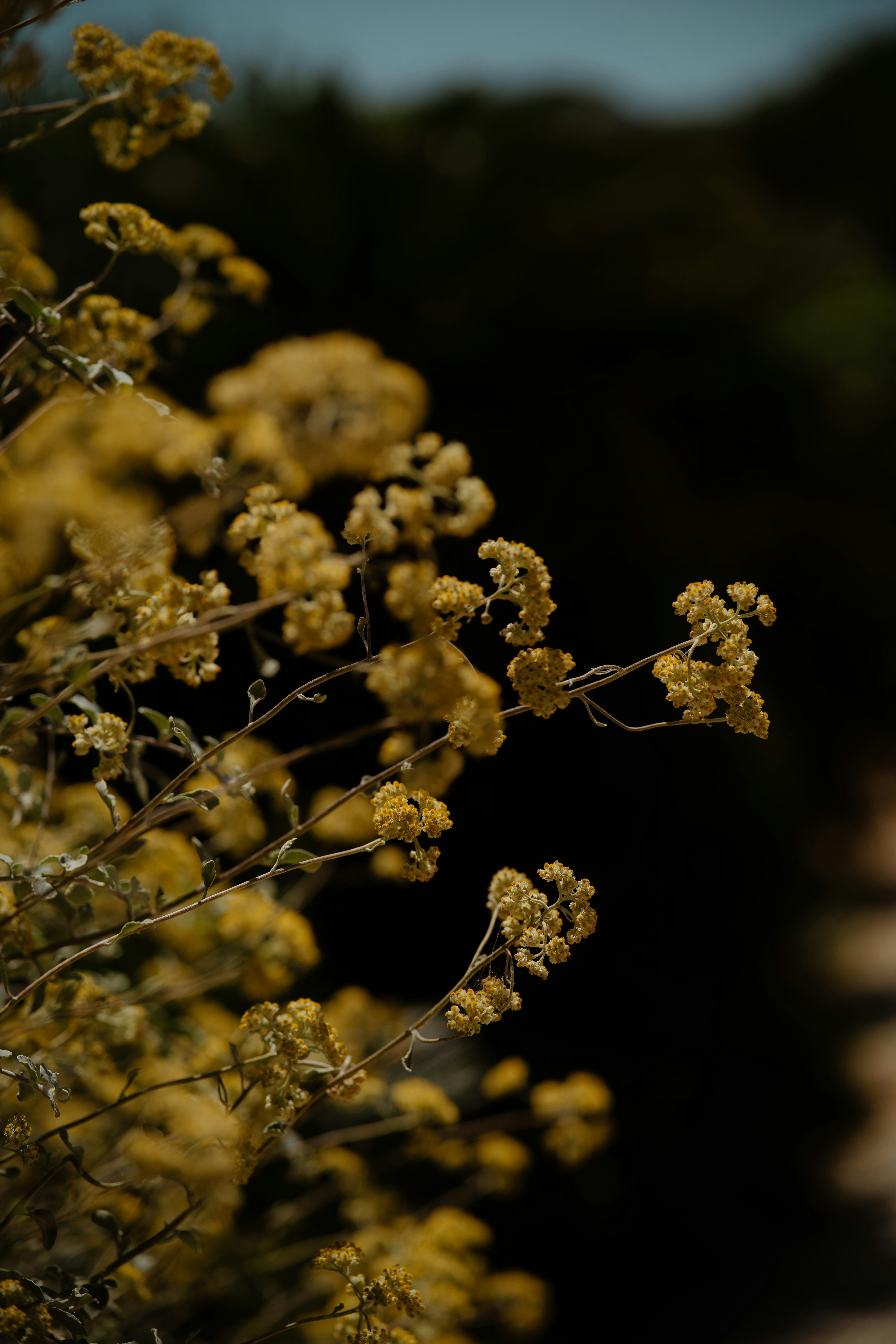 Golden blossoms in partial shadow
