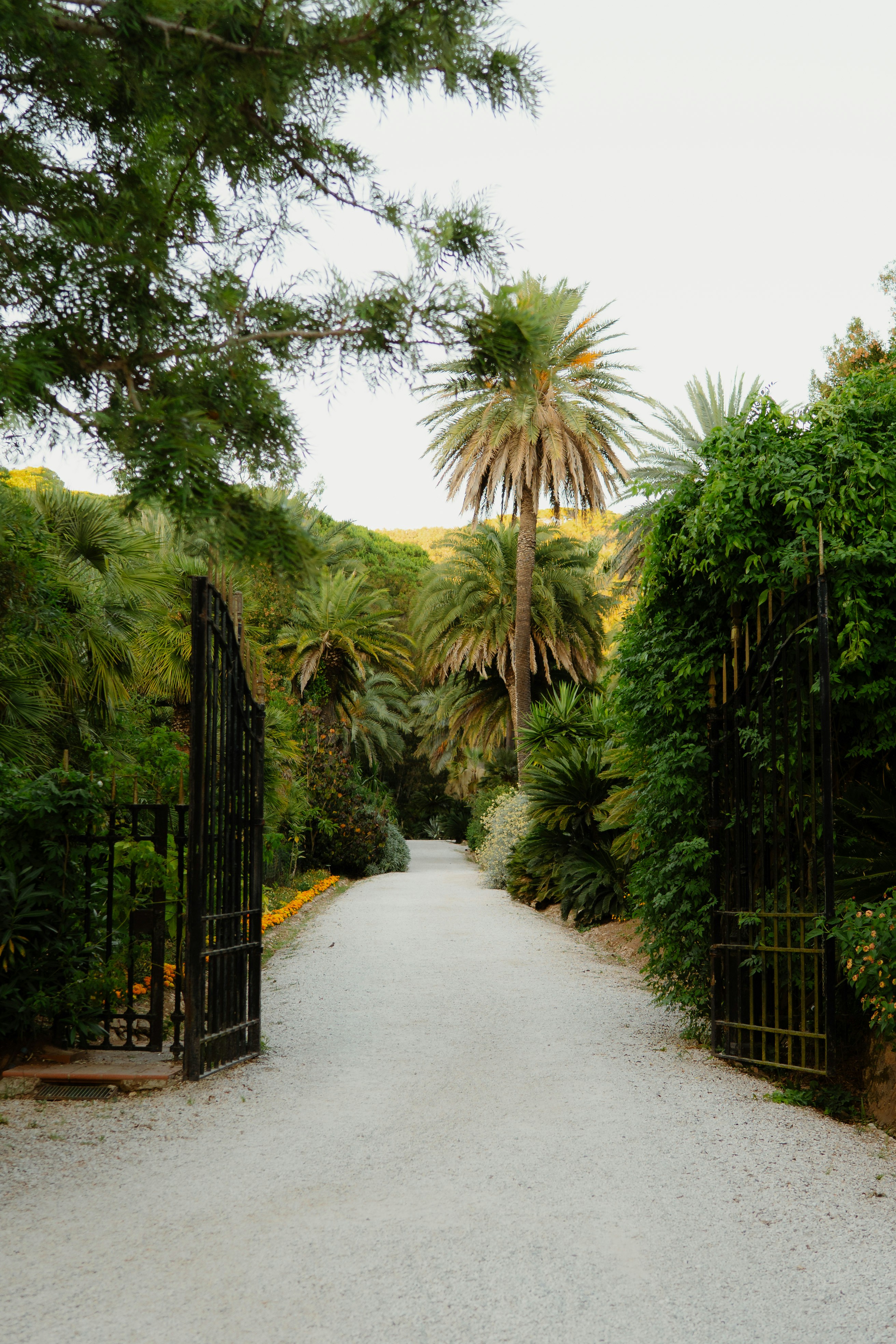Gate to a Sunlit Palm-lined Path