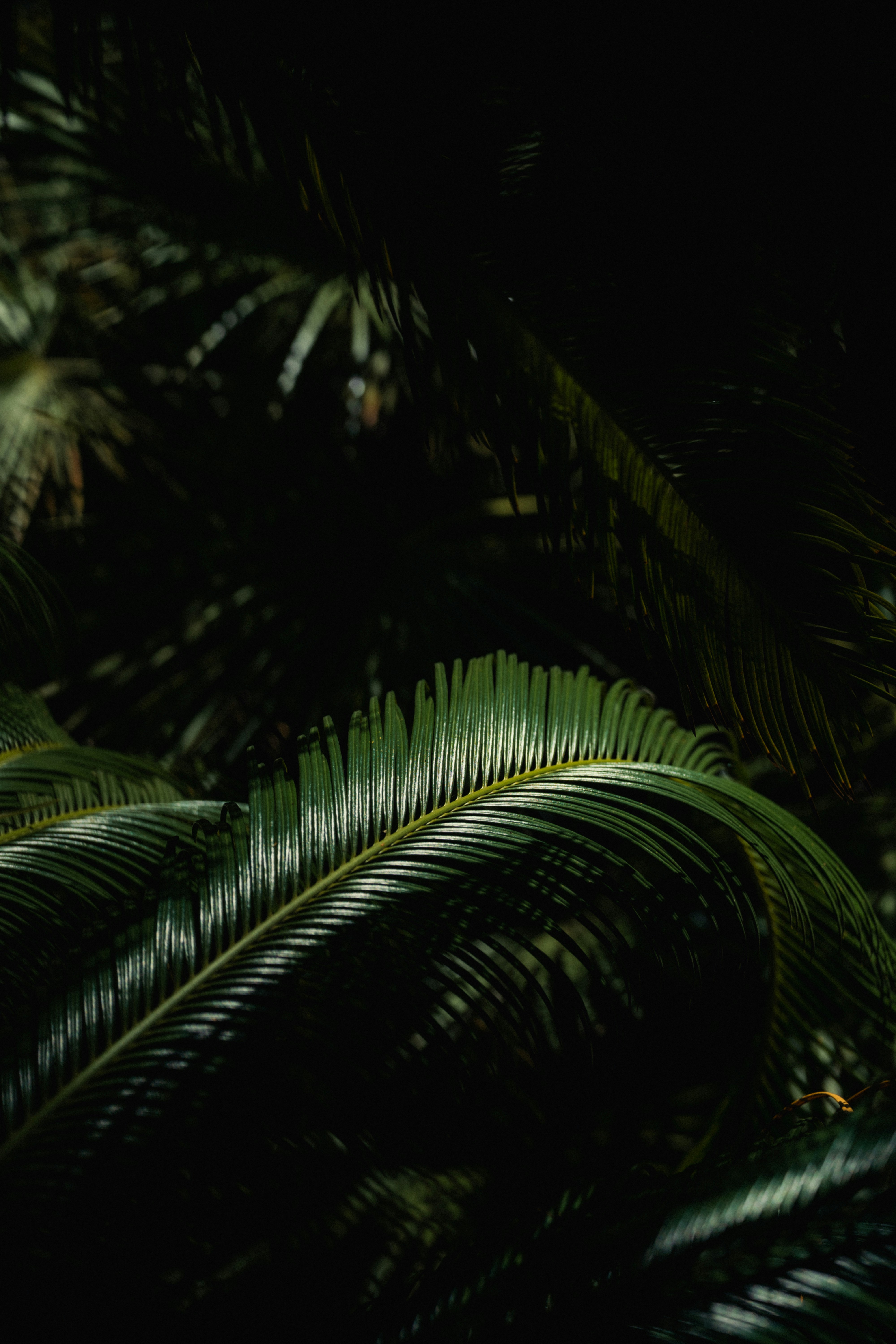 Low-Light Jungle Spotlight on Palm Veins