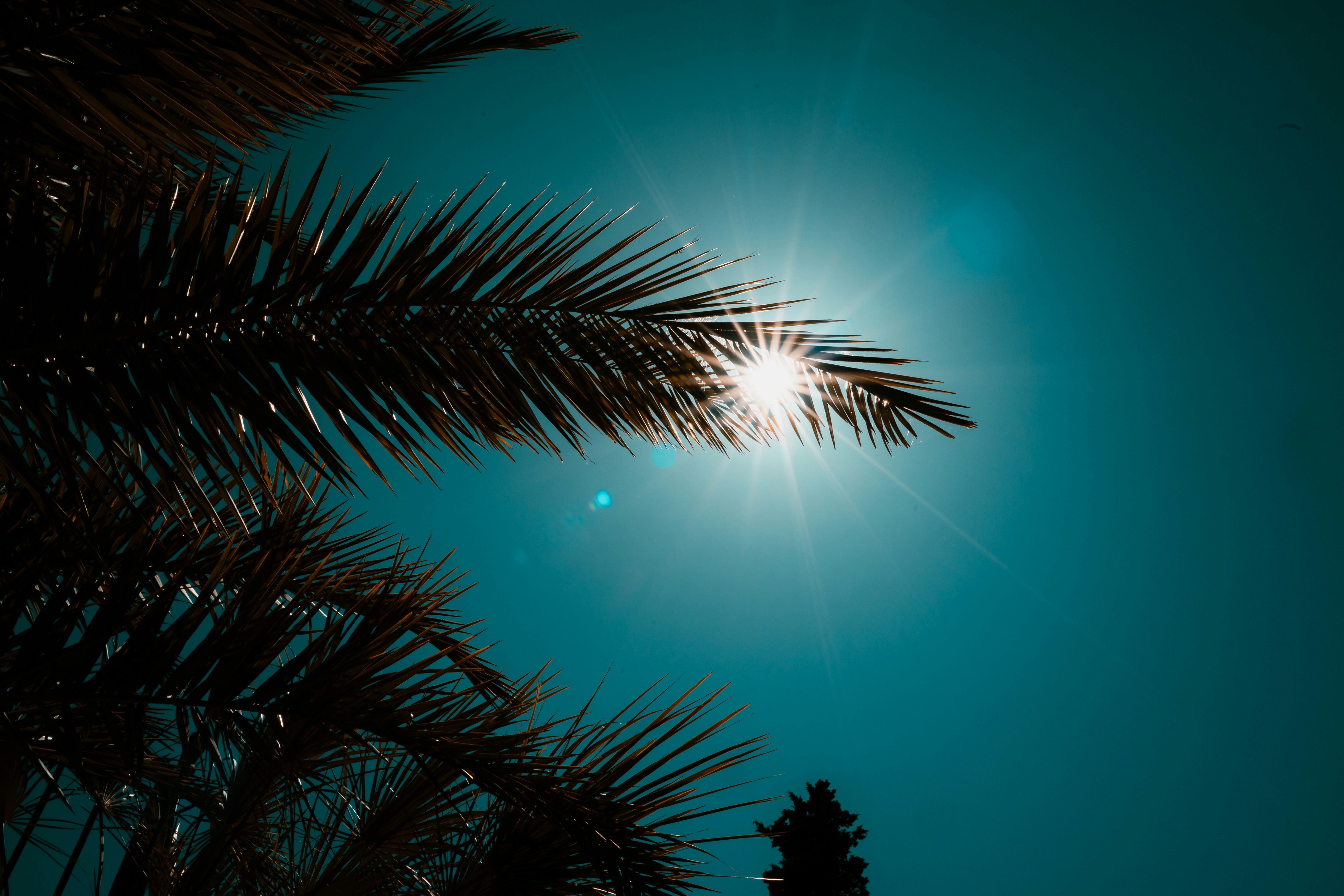 Sunburst Through Palm Fronds Over a Quiet Coastal Sky