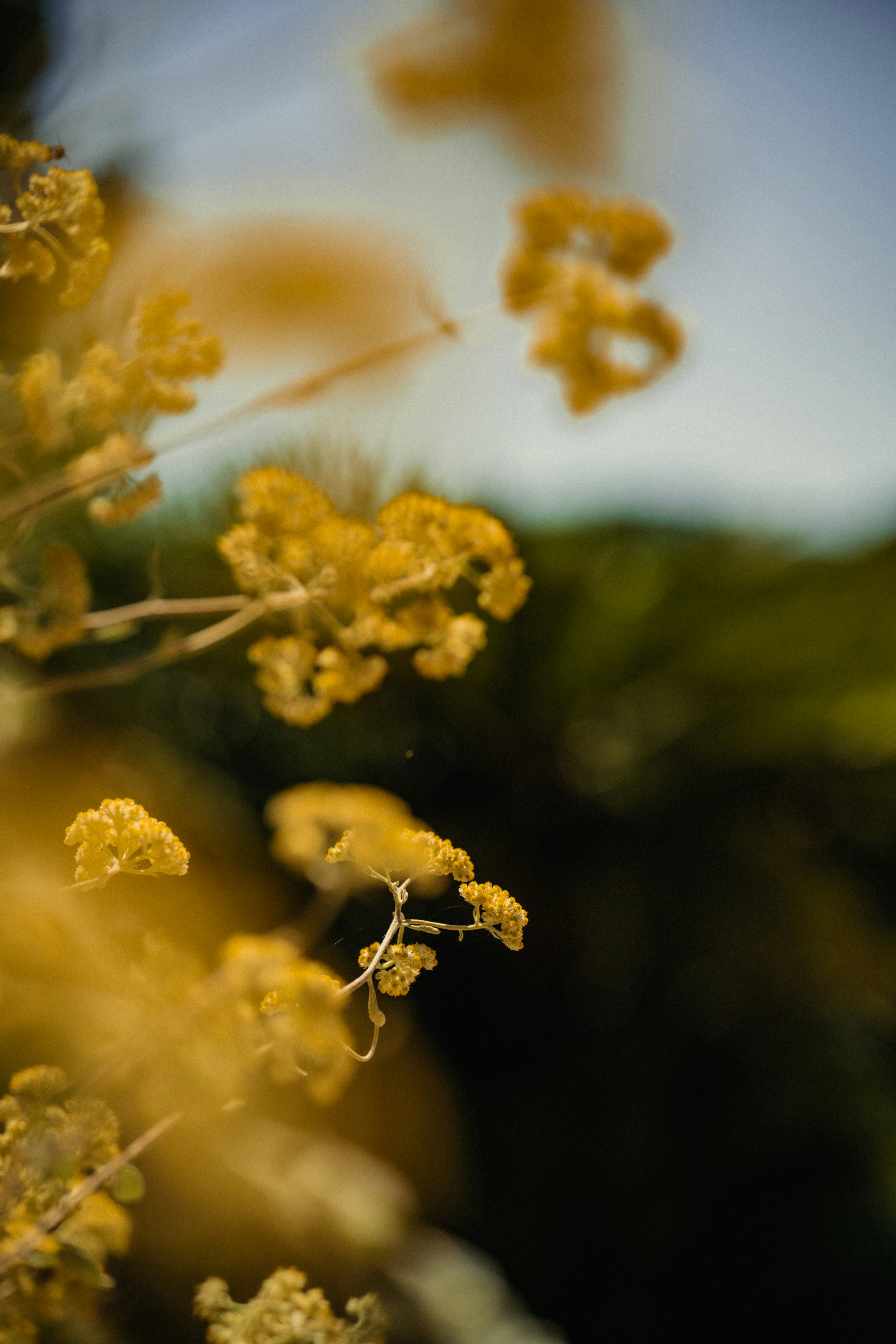 Golden Zoom: Delicate Yellow Blooms in Soft Focus