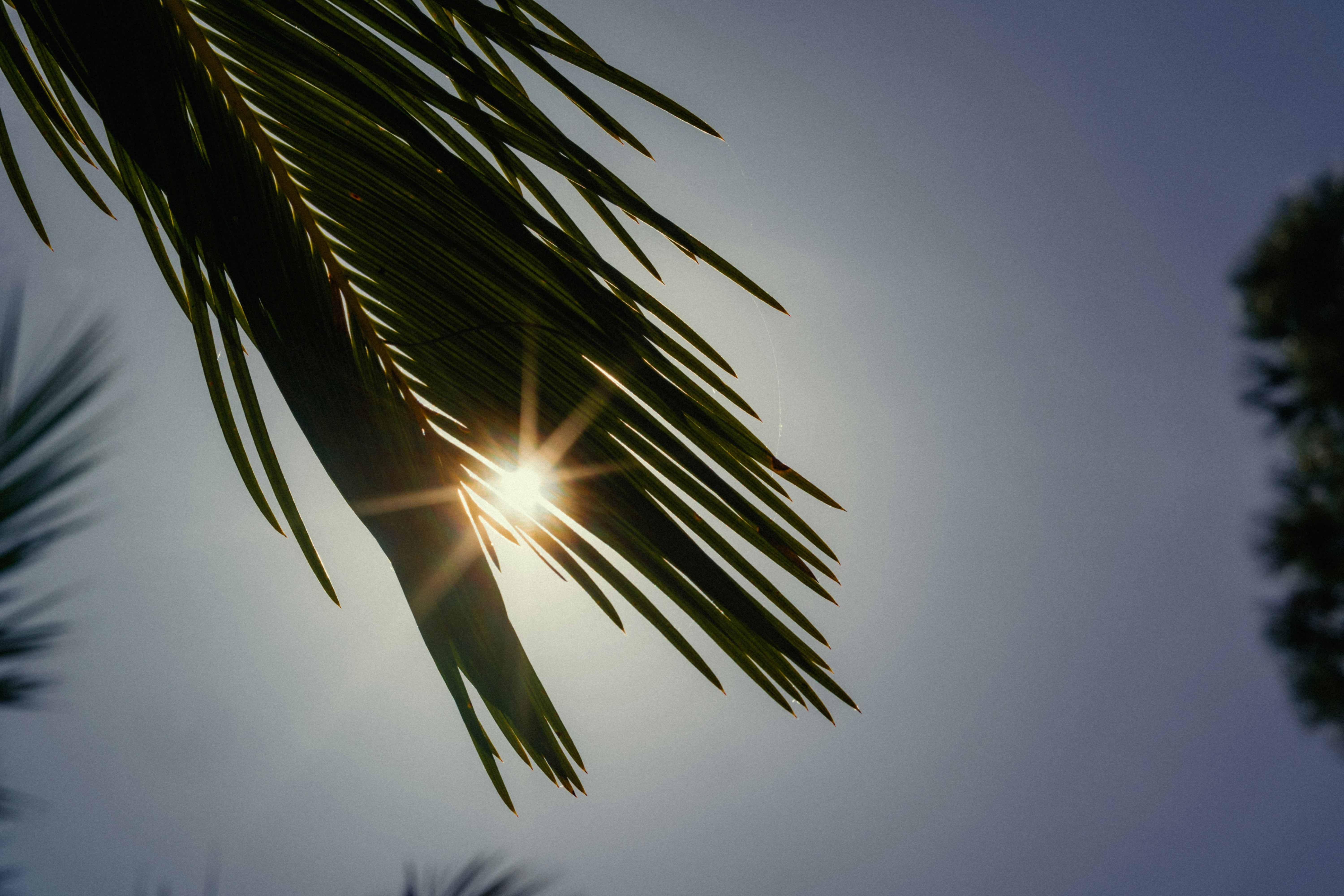 Sunburst Through Palm Fronds