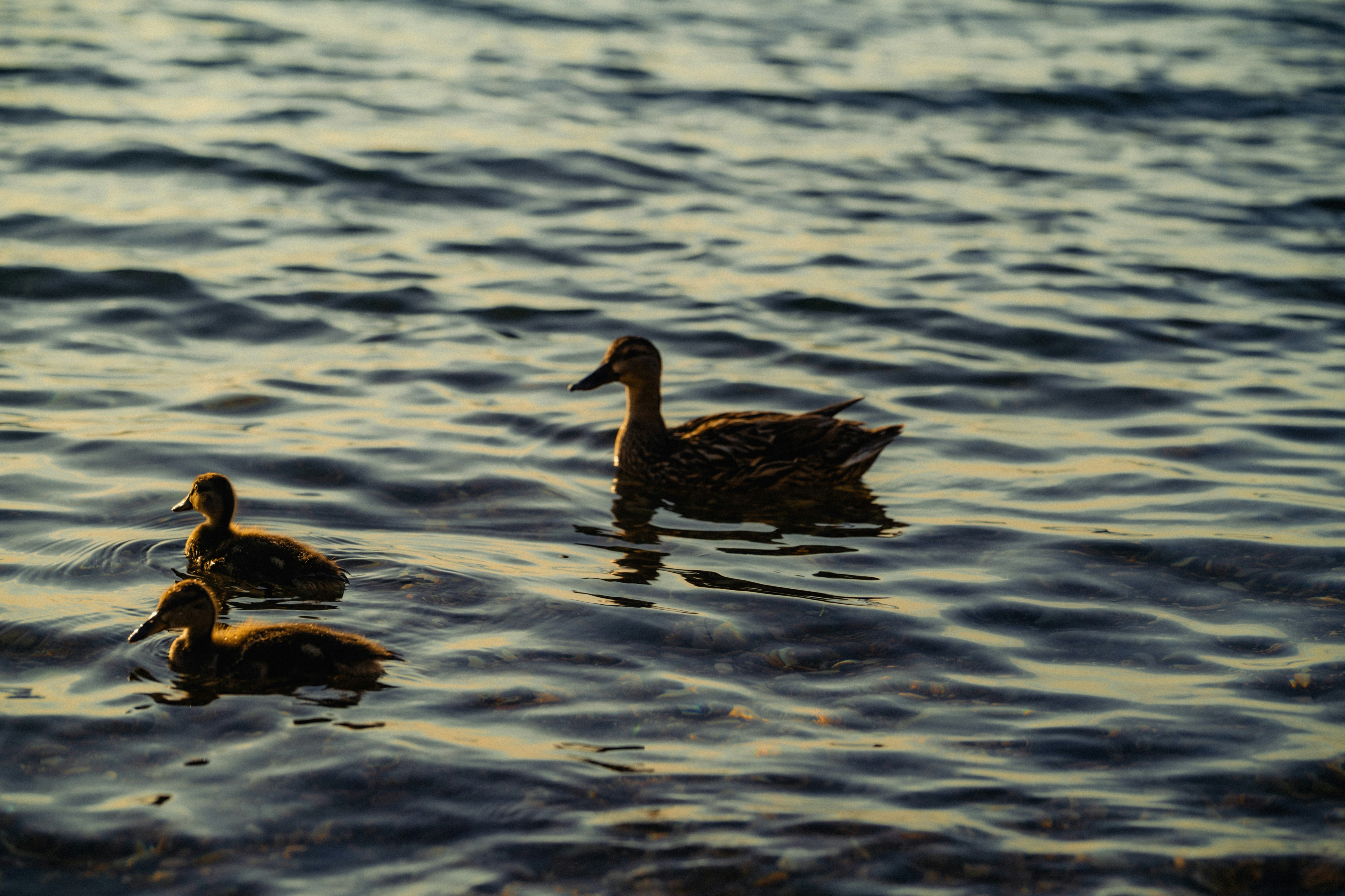 Ducklings on Quiet Waves at Dusk
