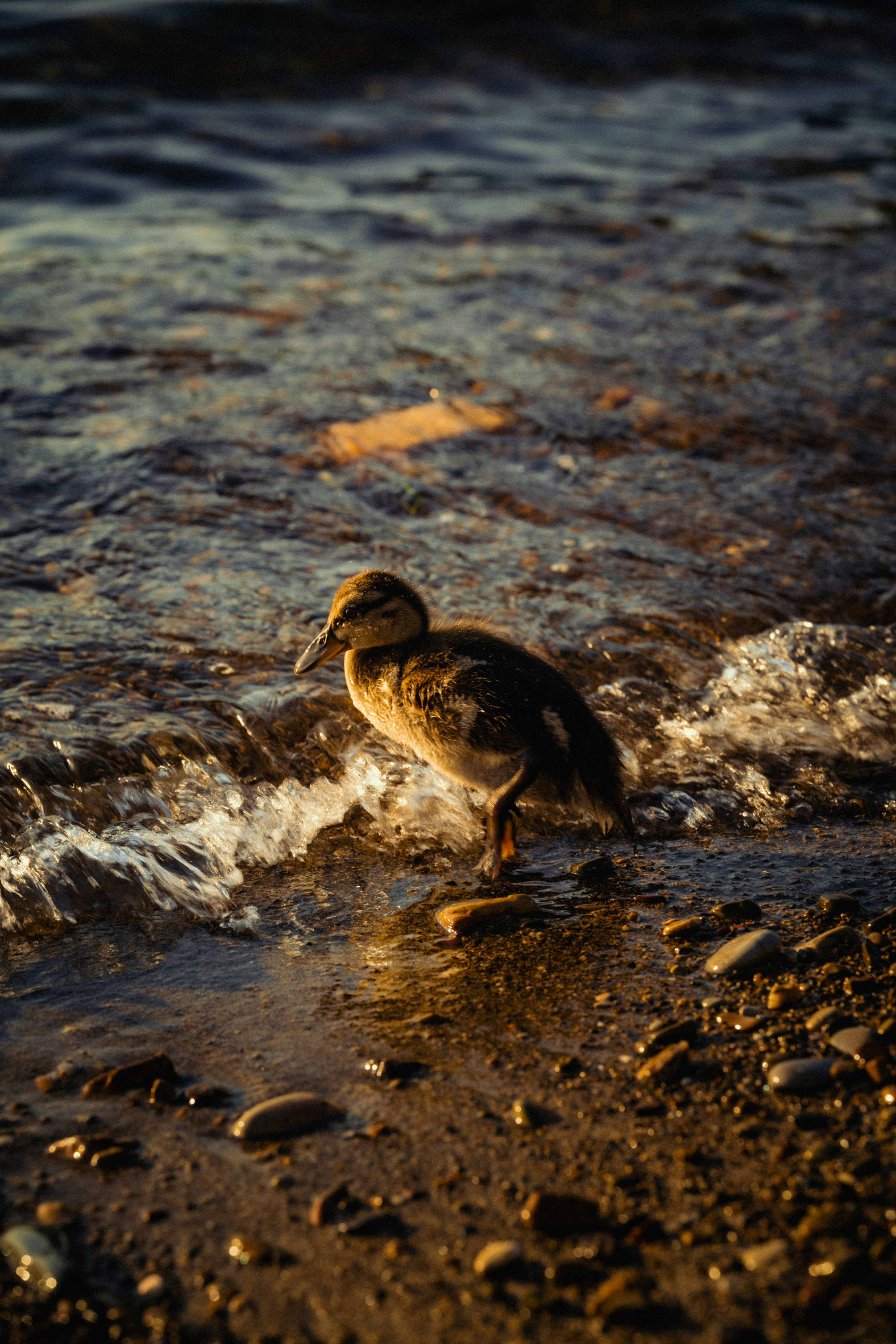 Duckling at the Edge: Morning Light on Rippling Shore
