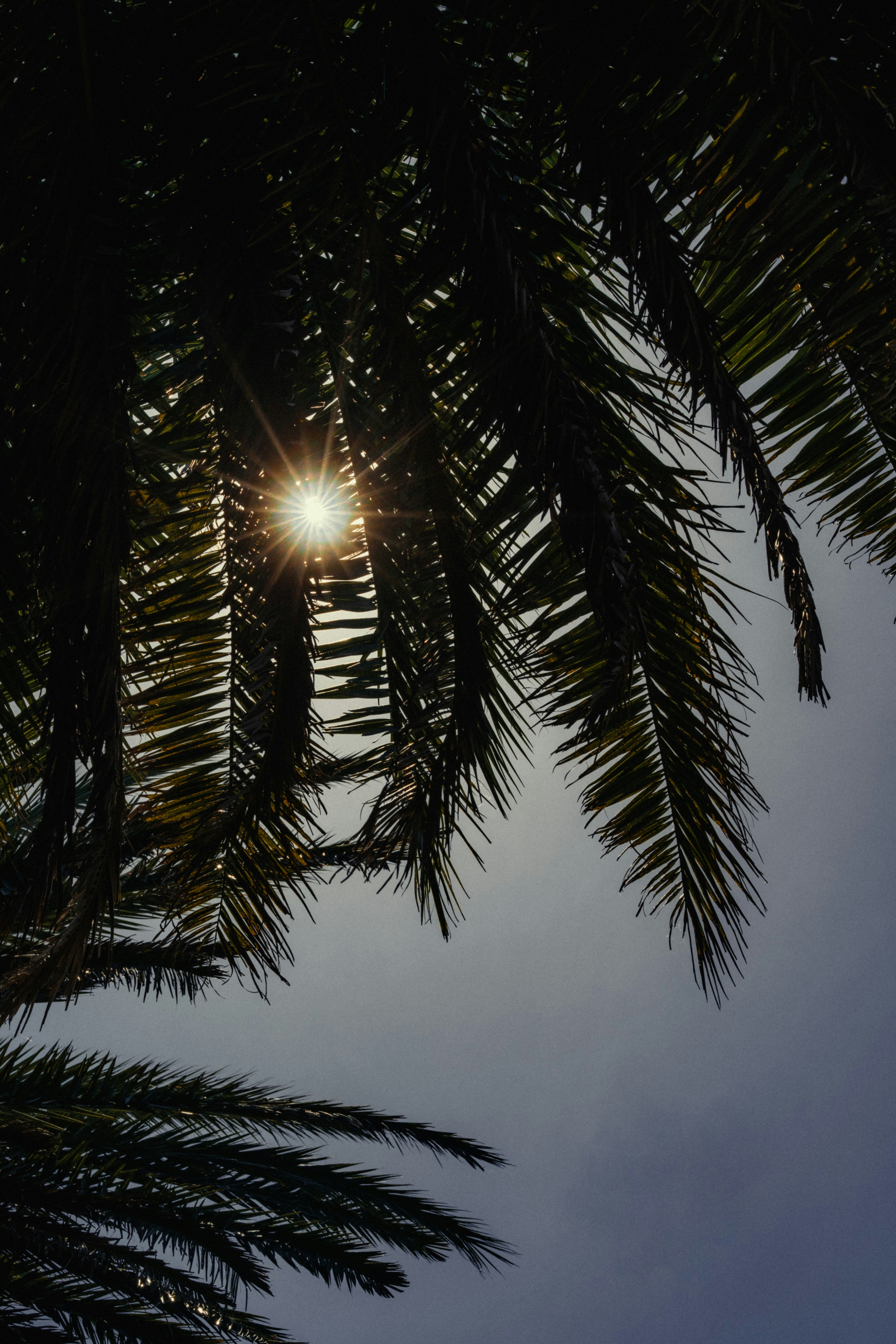 Sunburst Through Palm Fronds: A Quiet Moment Above the Shore