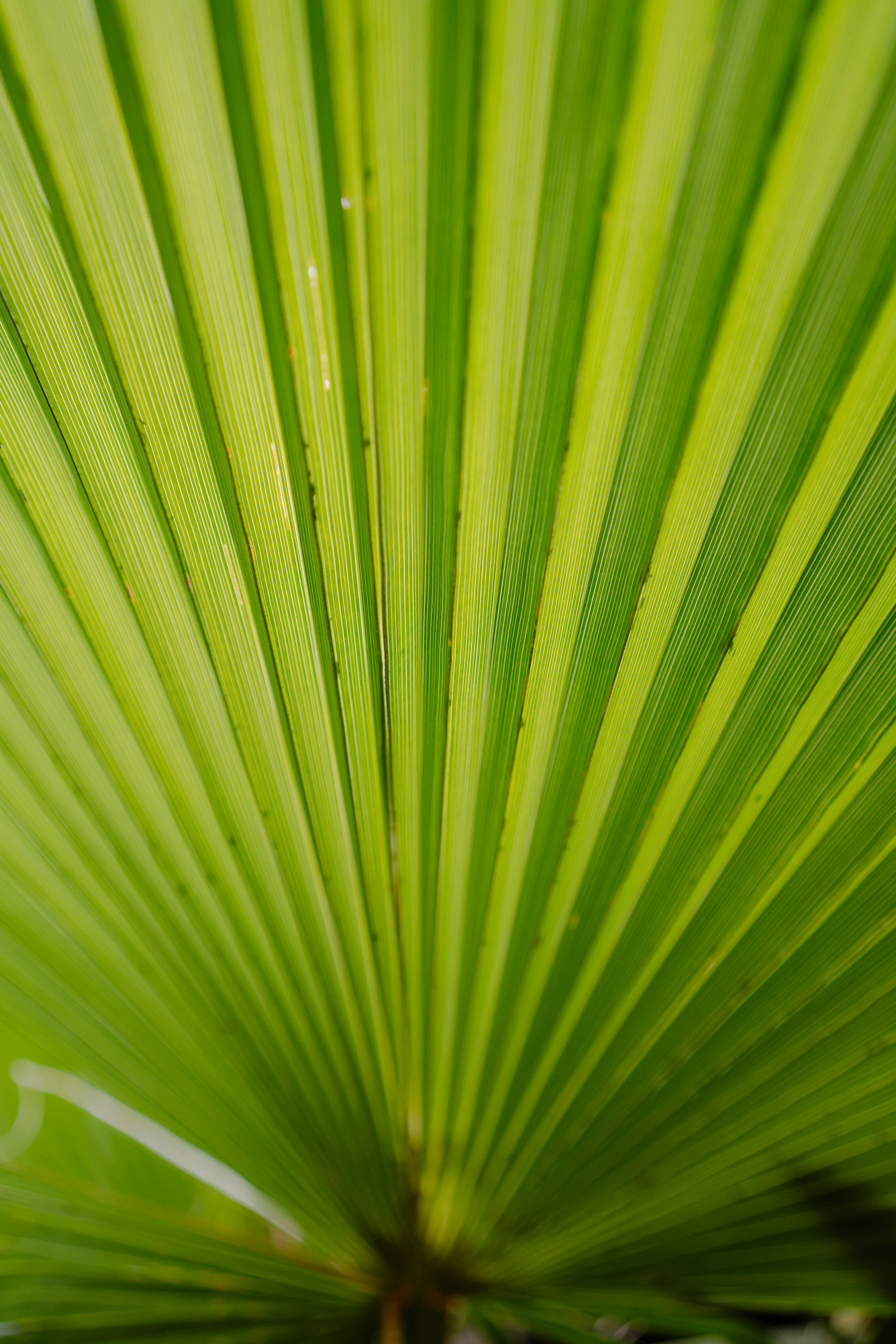 Verdant Radiance: A Close-Up of Sunlit Palm Fronds