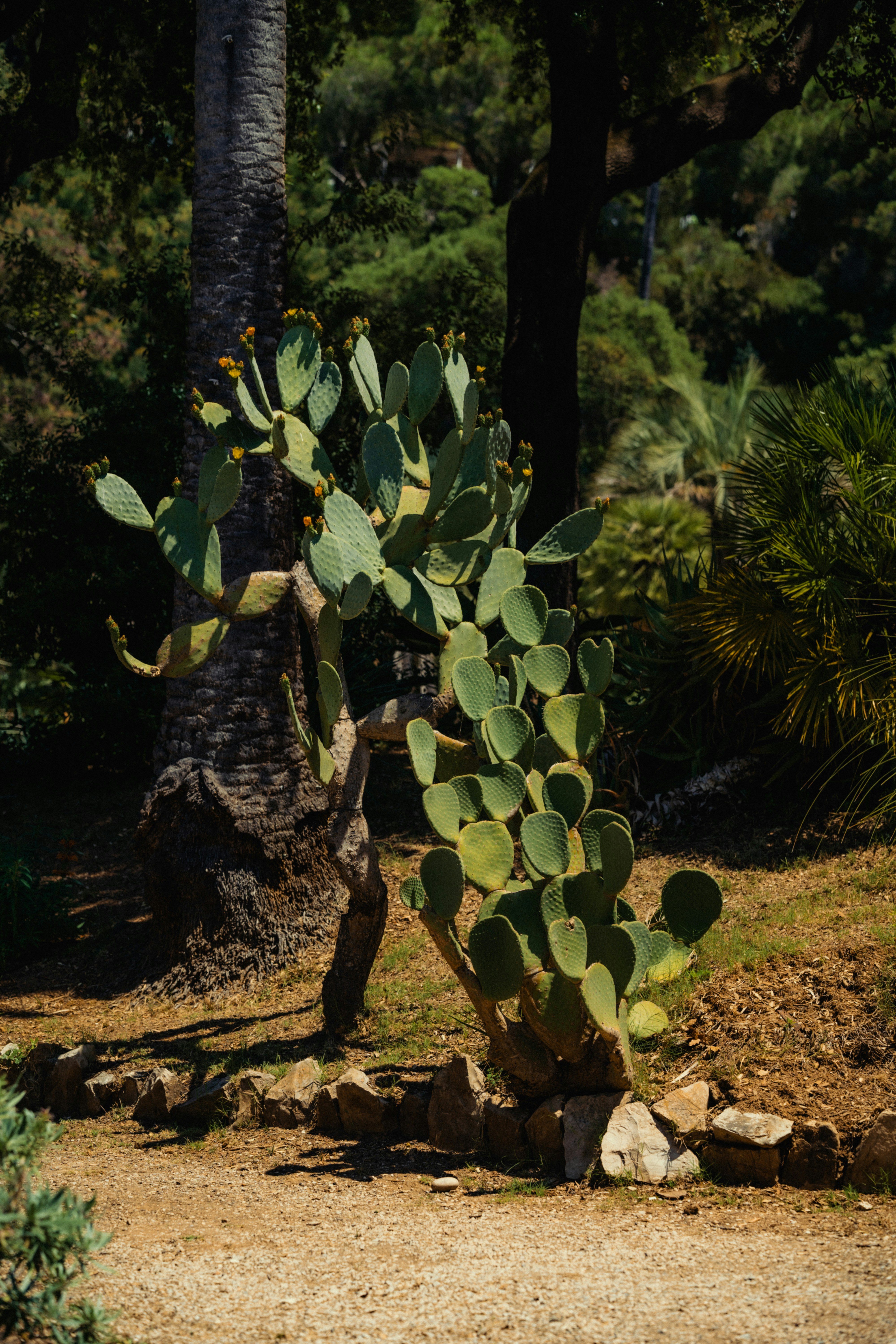 Sunlit Prickly Sentinel: A Prickly Pear Amid Garden Stonework