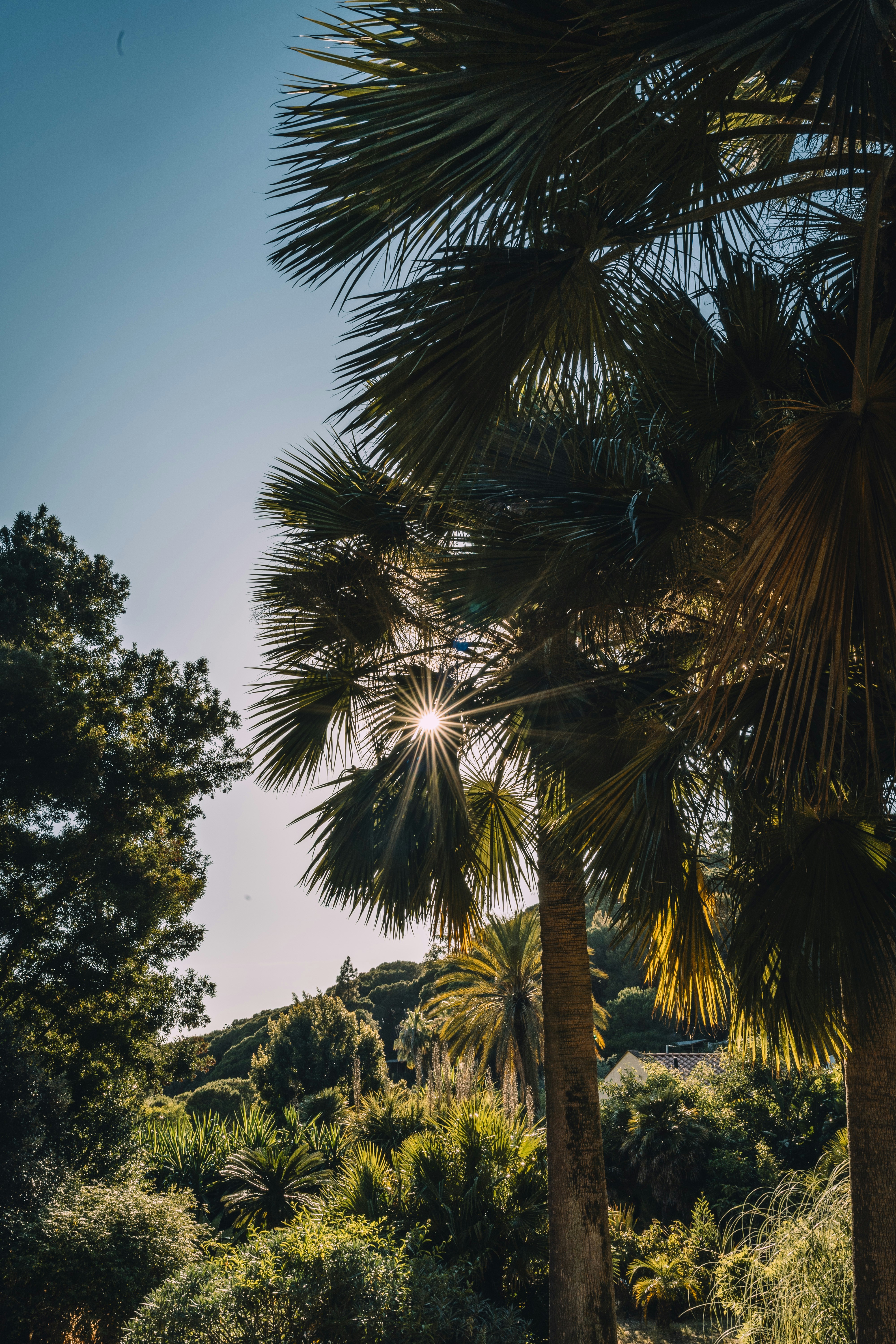 Sunburst Through Palm Fronds Over a Lush Mediterranean Garden