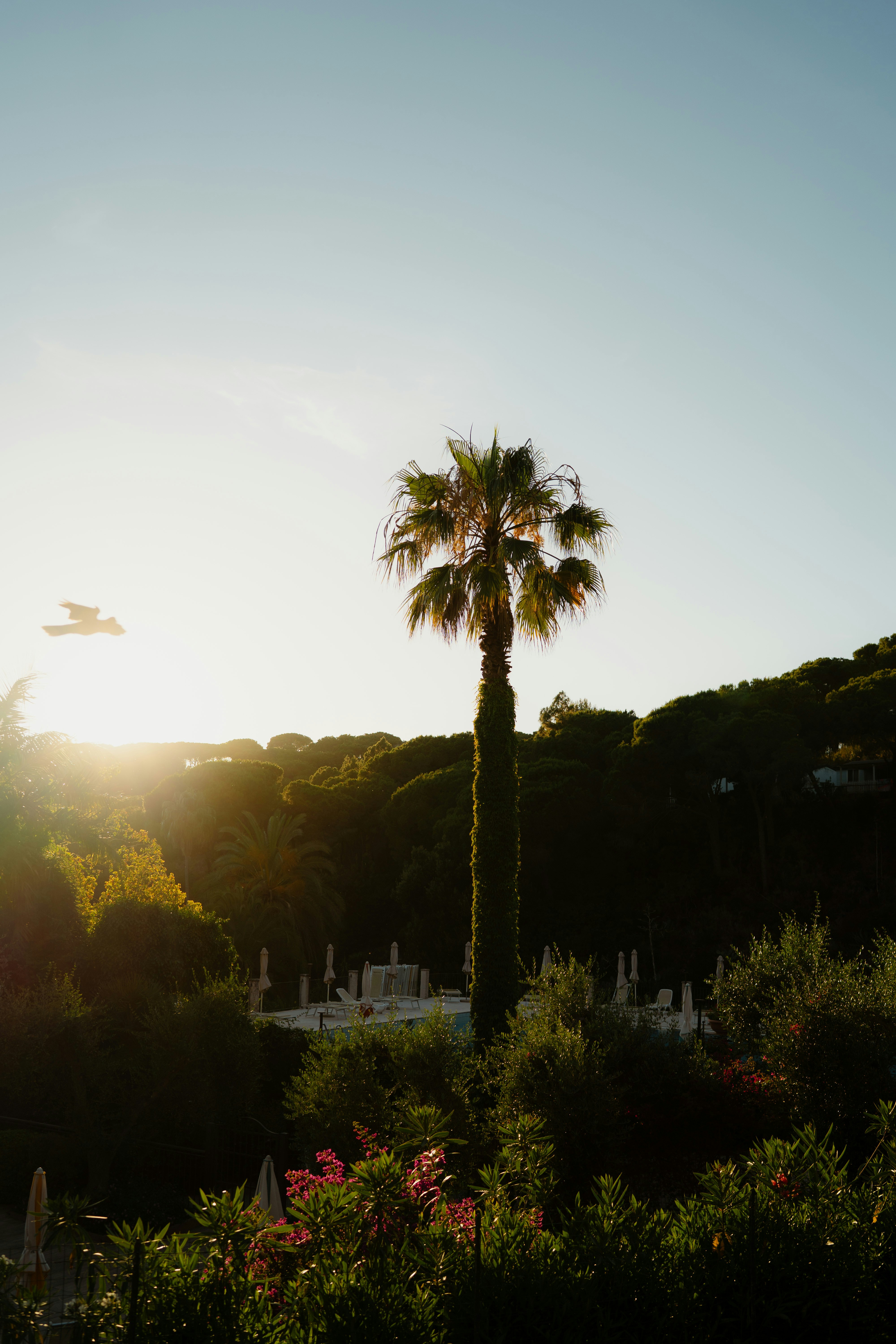 Sunlit Palm Sentinel over a Quiet Garden
