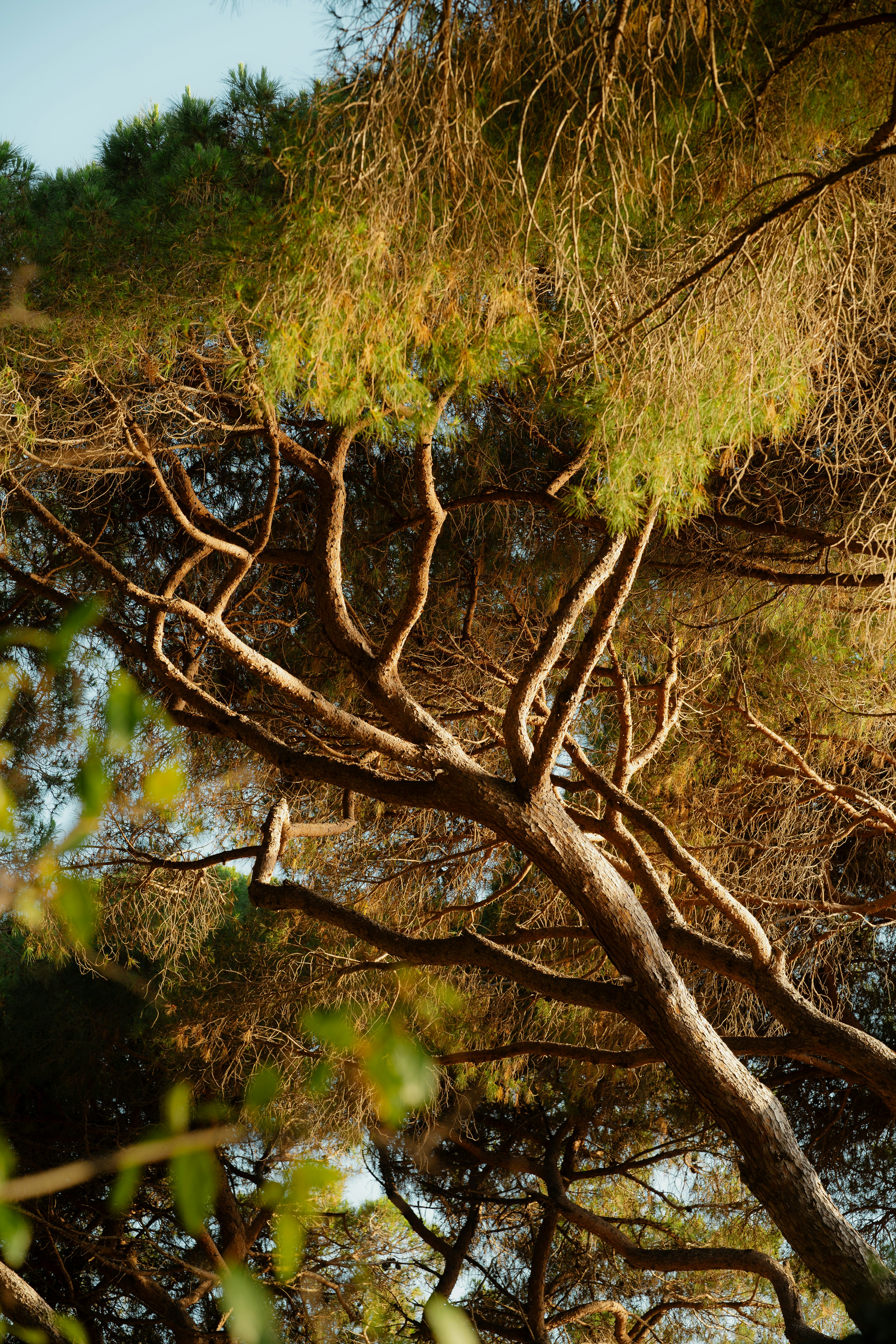 A sunlit canopy of twisting pine branches fills the frame with warm tones and dappled light, emphasizing the organic geometry of the tree against a hint of sky.