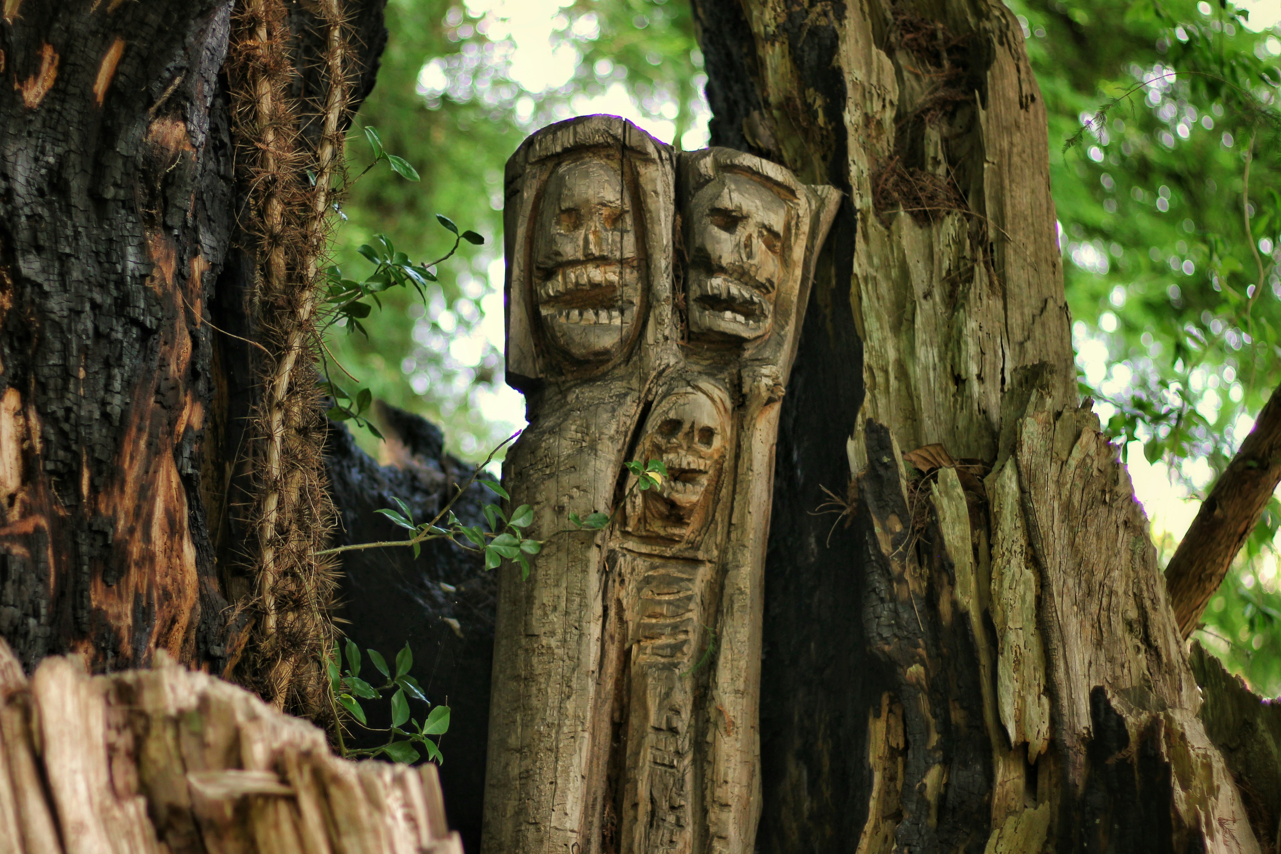 Three Faces Carved in Weathered Timber Amid a Forest Corridor