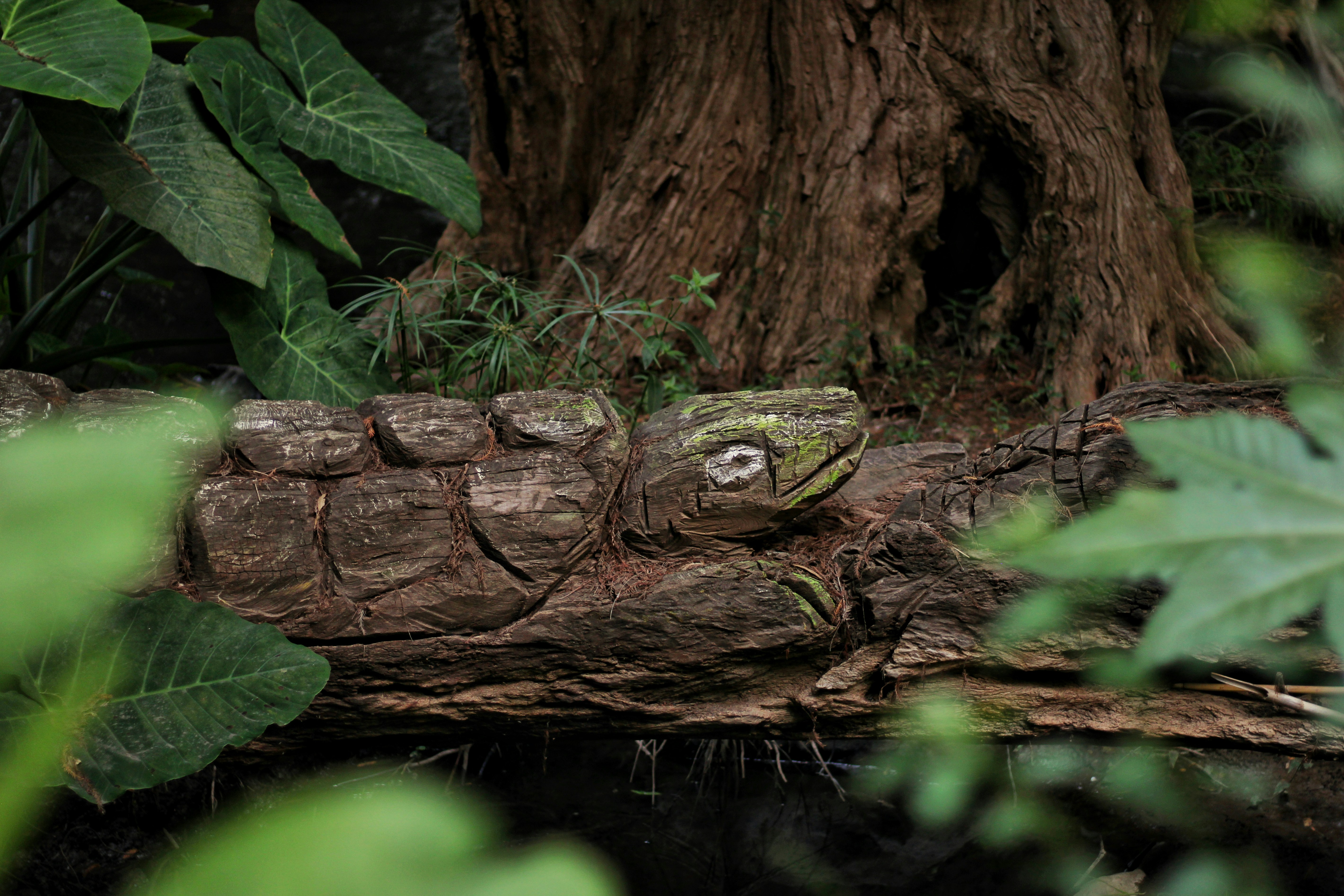 Ferrous Log Resting Above a Dark Hollow
