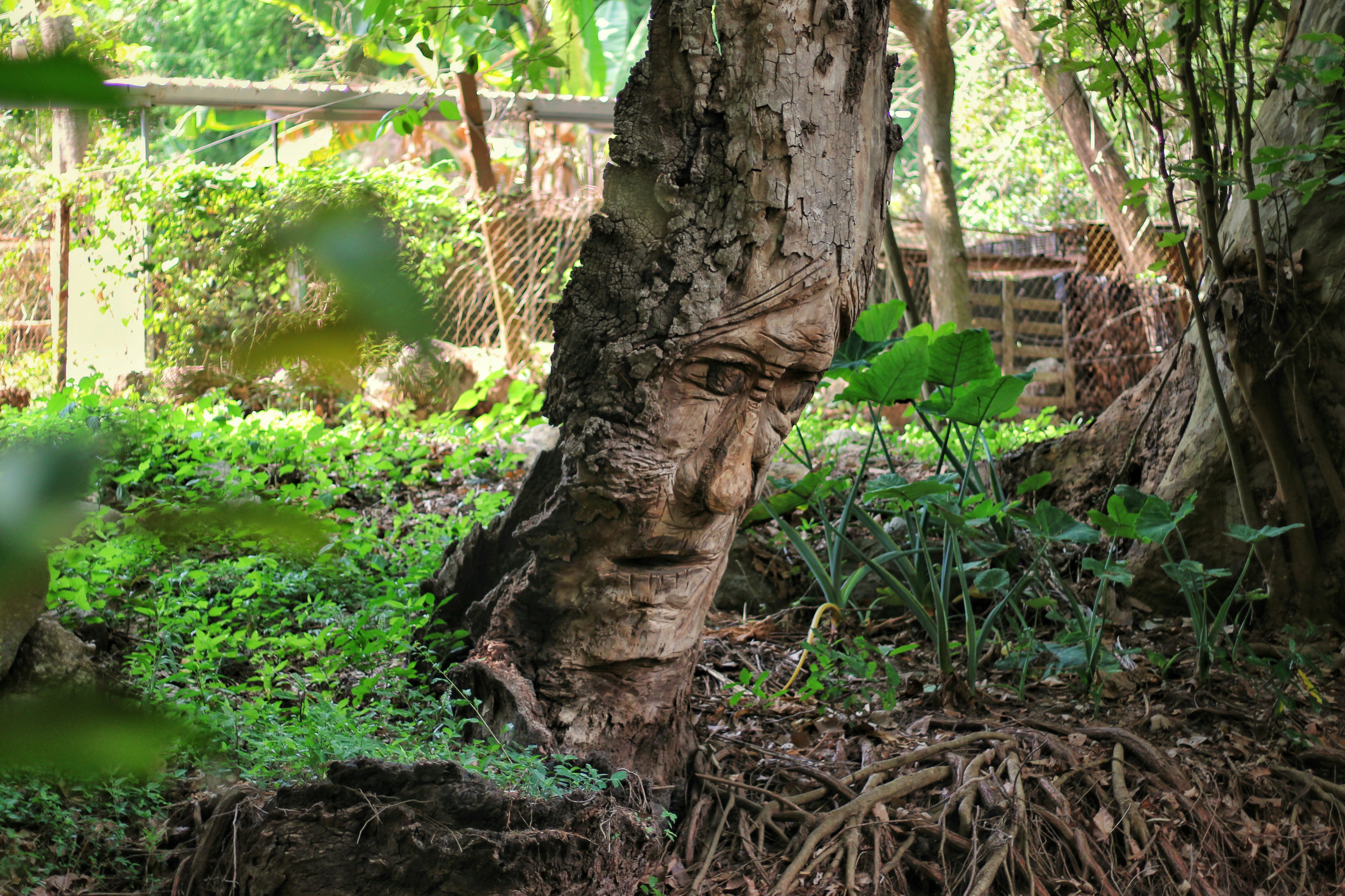 Face of the Tree: A Carved Gaze Emerging from the Roots