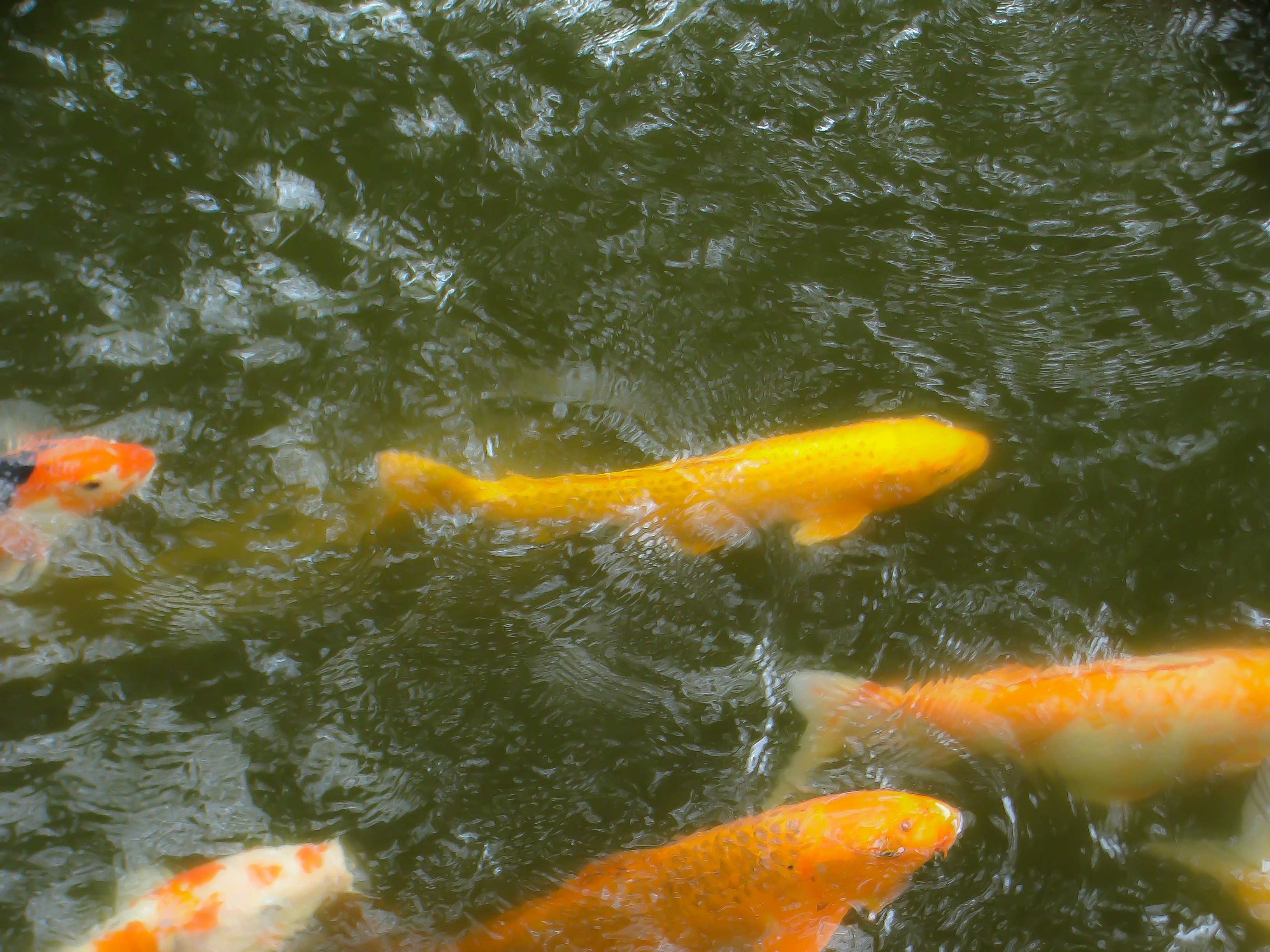 Golden Koi Fleet at the Surface