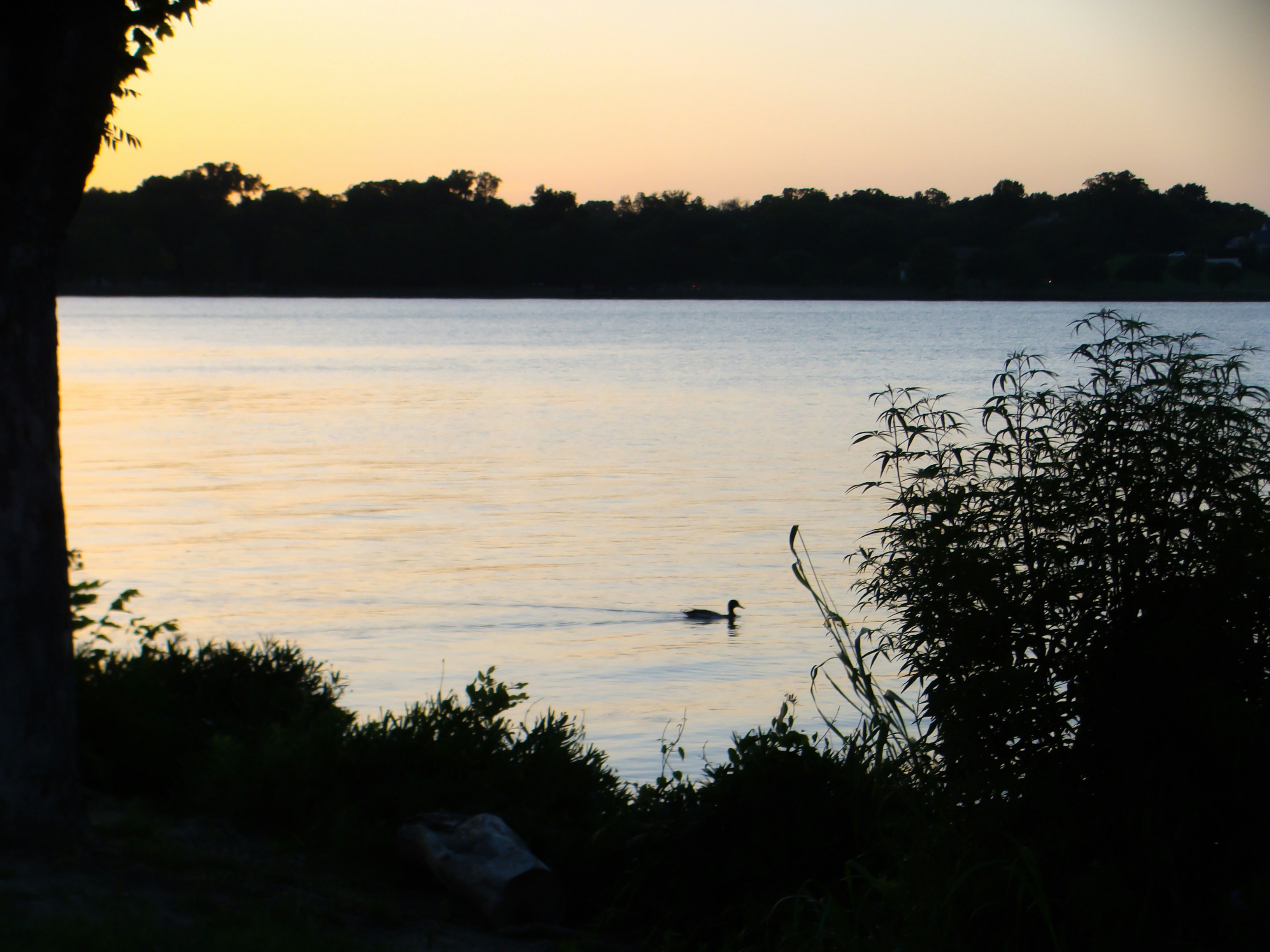 Dusk on the Lake: A Calm Silhouette at the Water's Edge