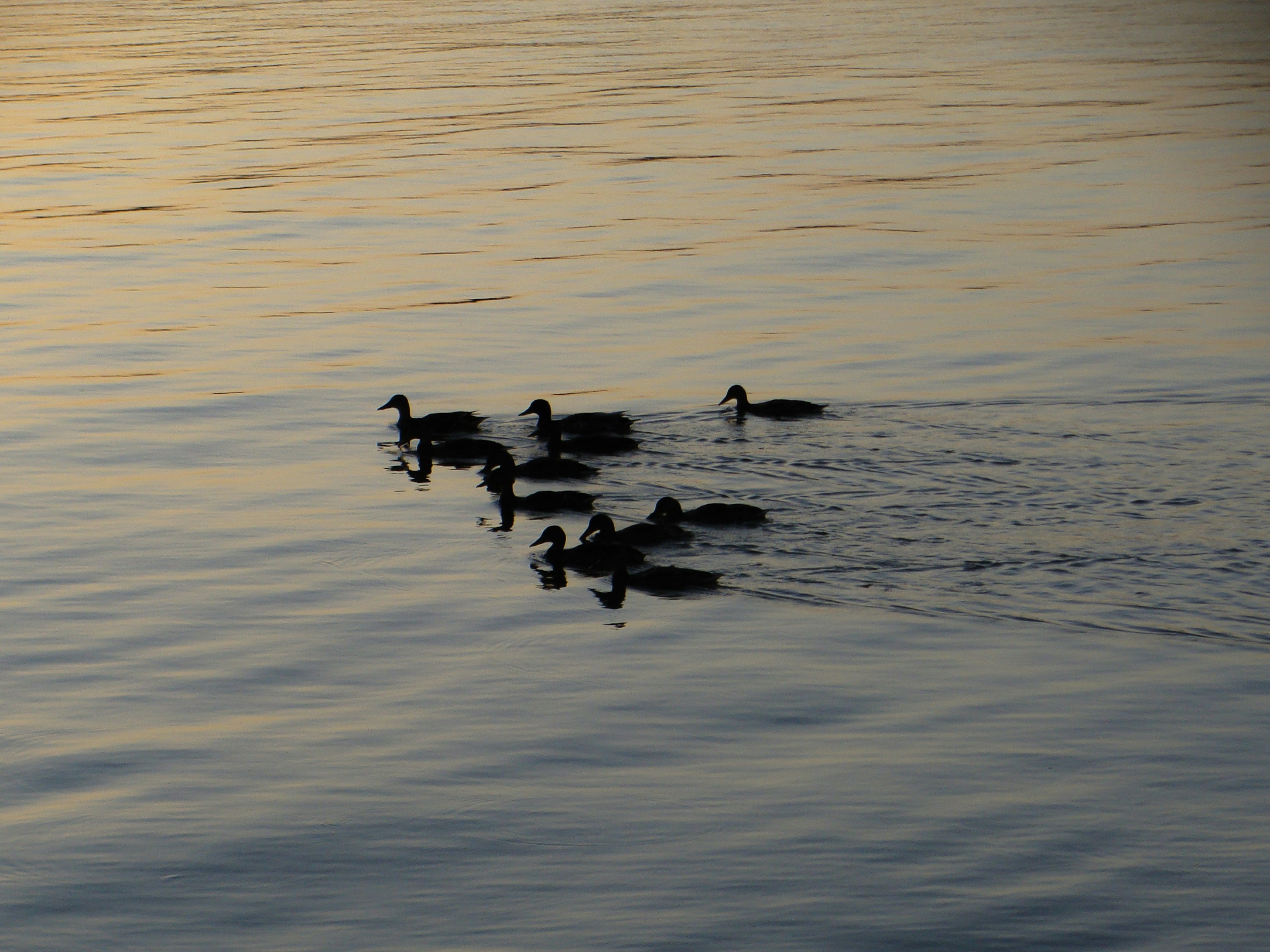 Ducks in Quiet Twilight on Glassy Water