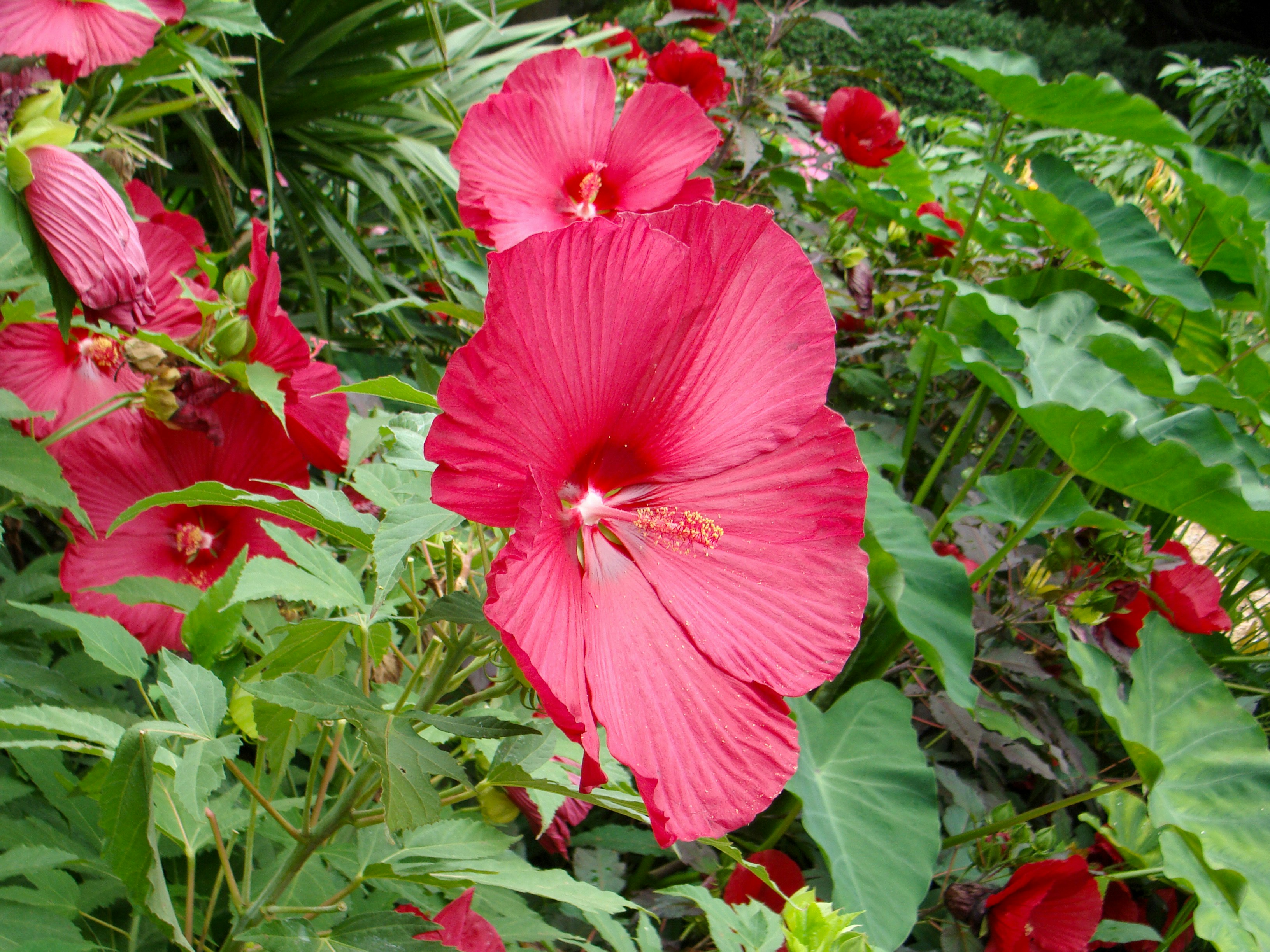 Bright pink hibiscus bloom with delicate veined petals stands out against dense green foliage.