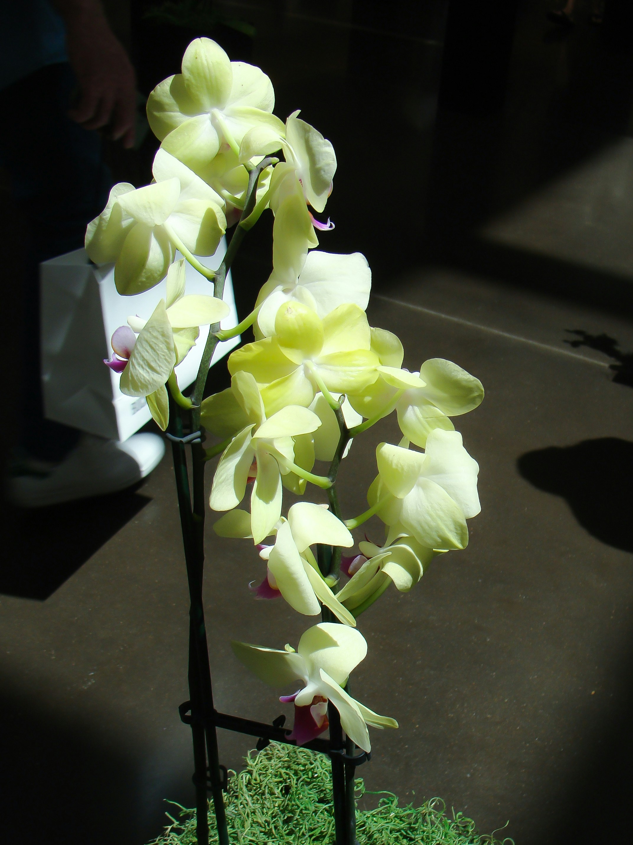Cluster of pale yellow orchids arranged on a black stake, illuminated against a dark background with subtle shadows and a hint of greenery at the base.