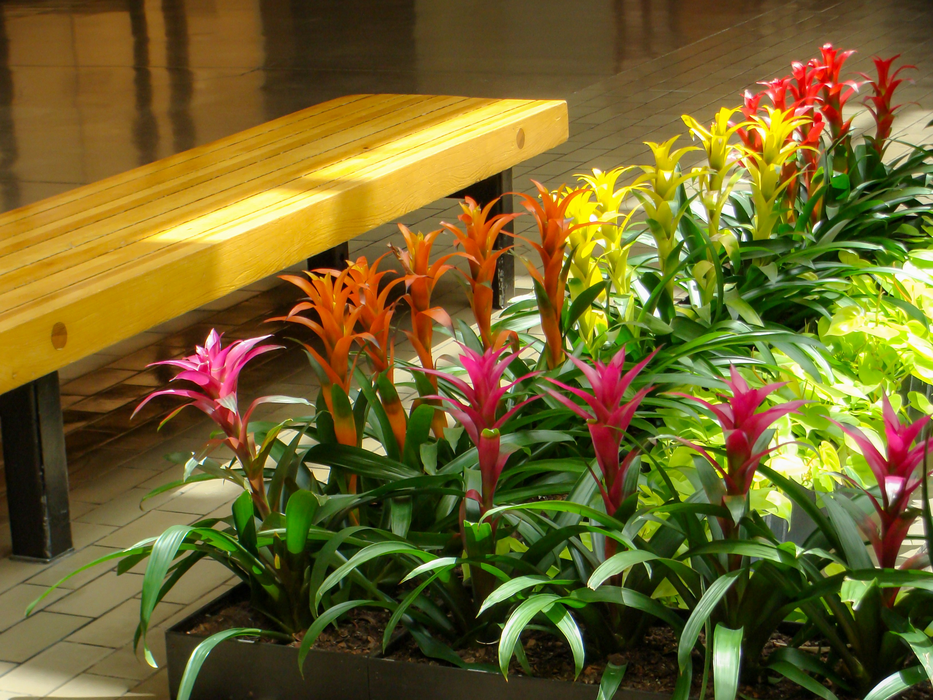 Vibrant row of bromeliads in varied colors beside a sunlit wooden bench, within an indoor garden scene.
