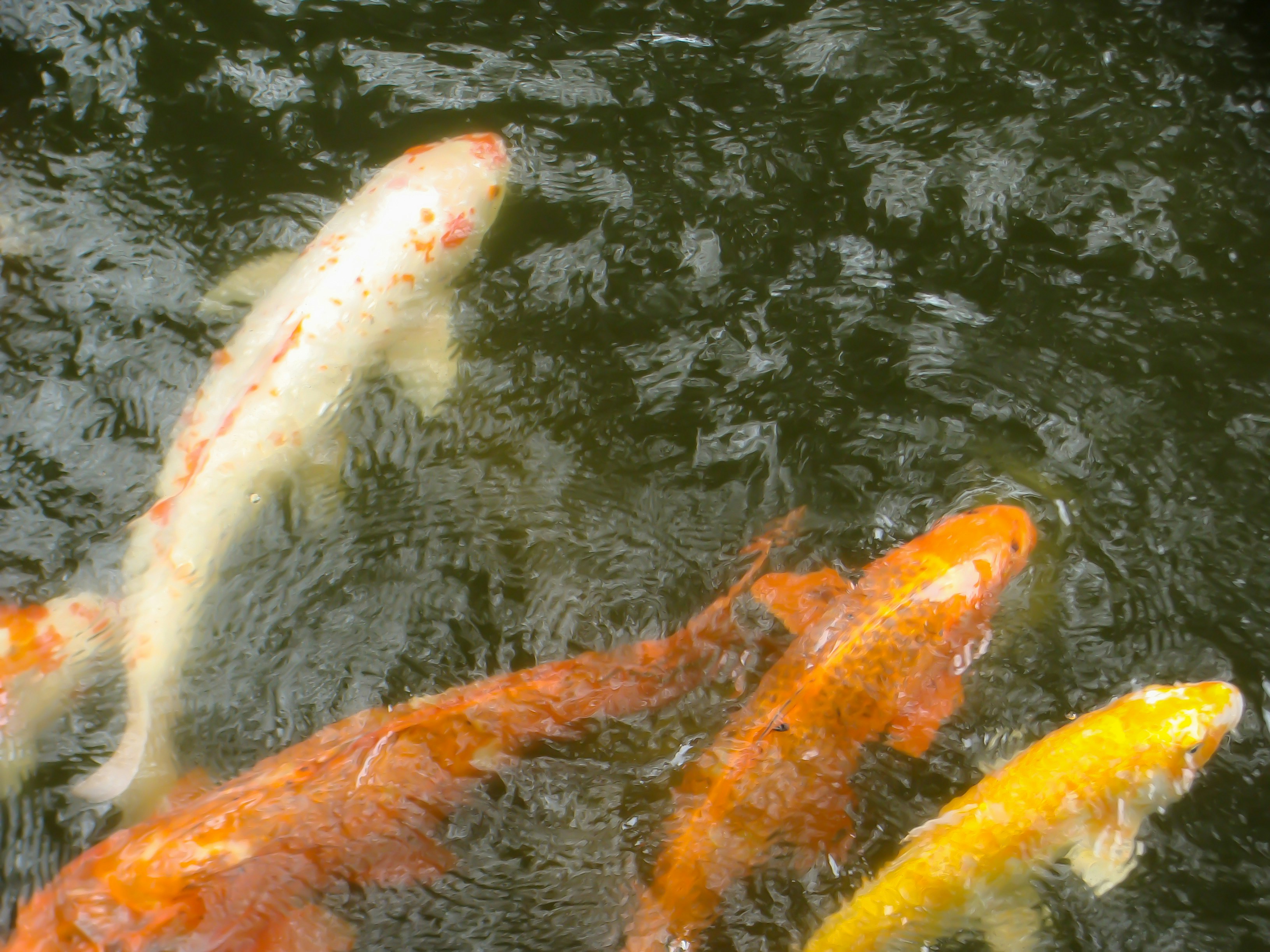 Koi Constellation: a splash of orange and white