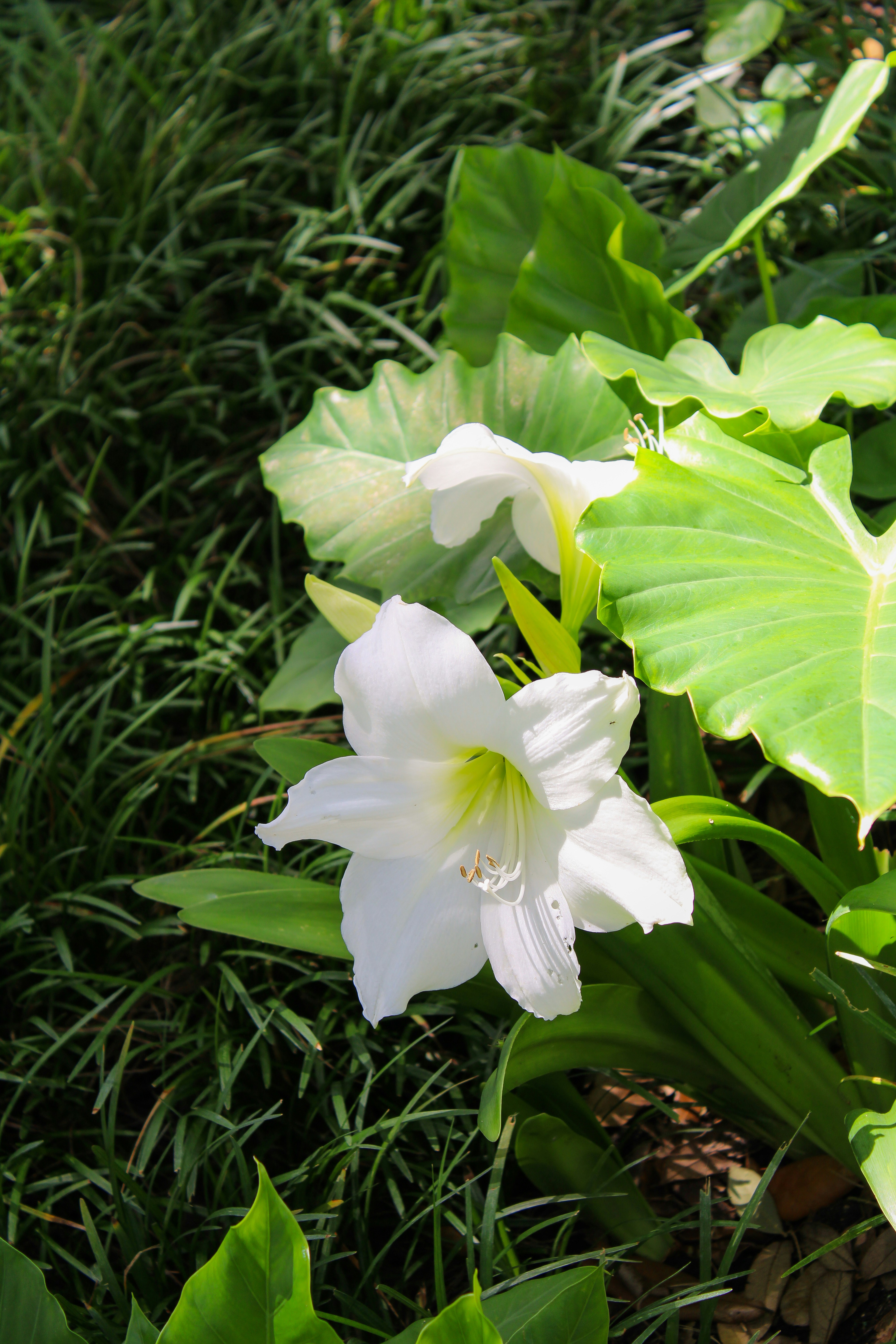 White Lily in Sunlit Understory