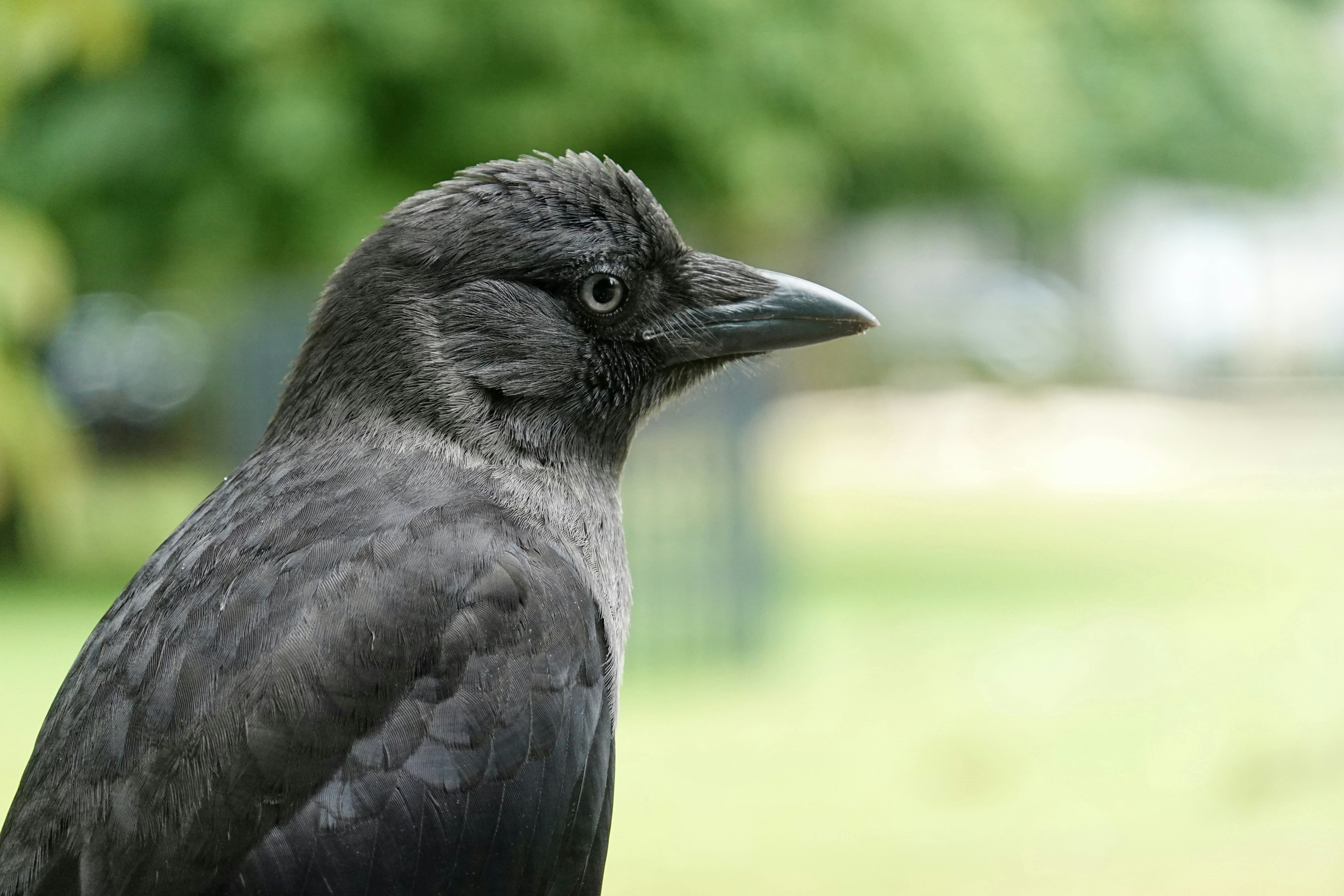 Near-Focused Watcher: A Crow Profile in Quiet Park Light