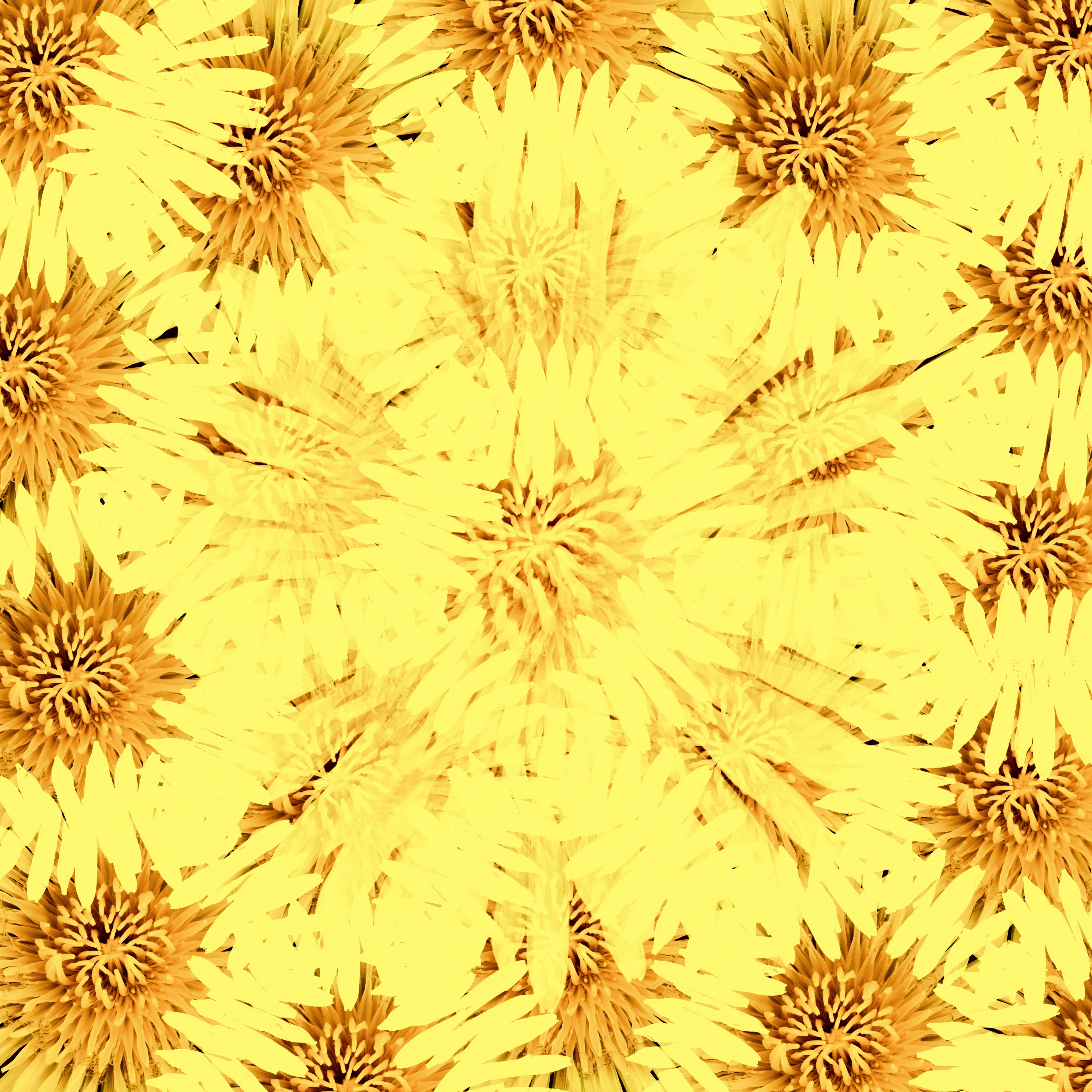 Sunburst Bloom: a dense field of yellow daisies