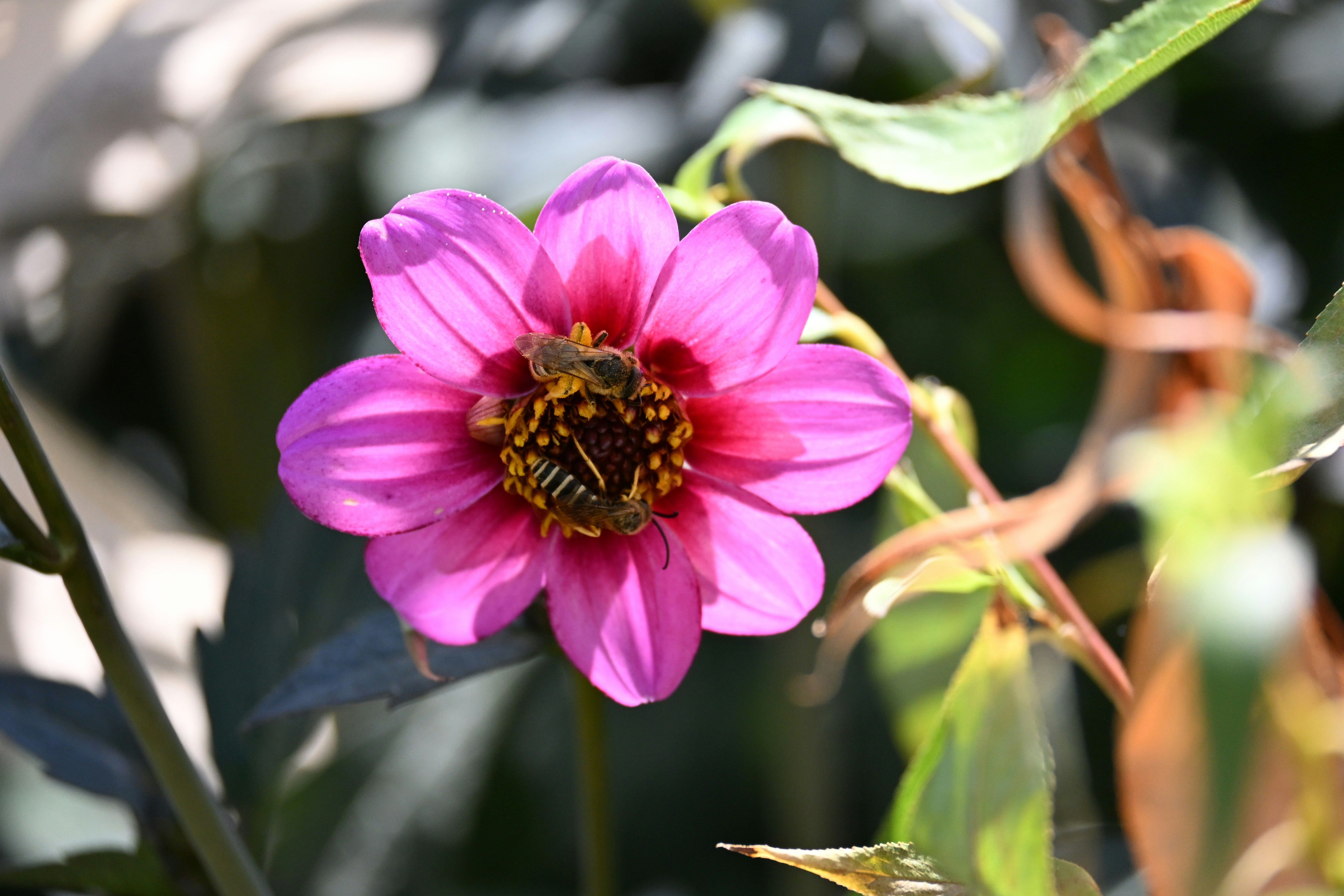 Pink Zinnia in Soft Focus Garden Light