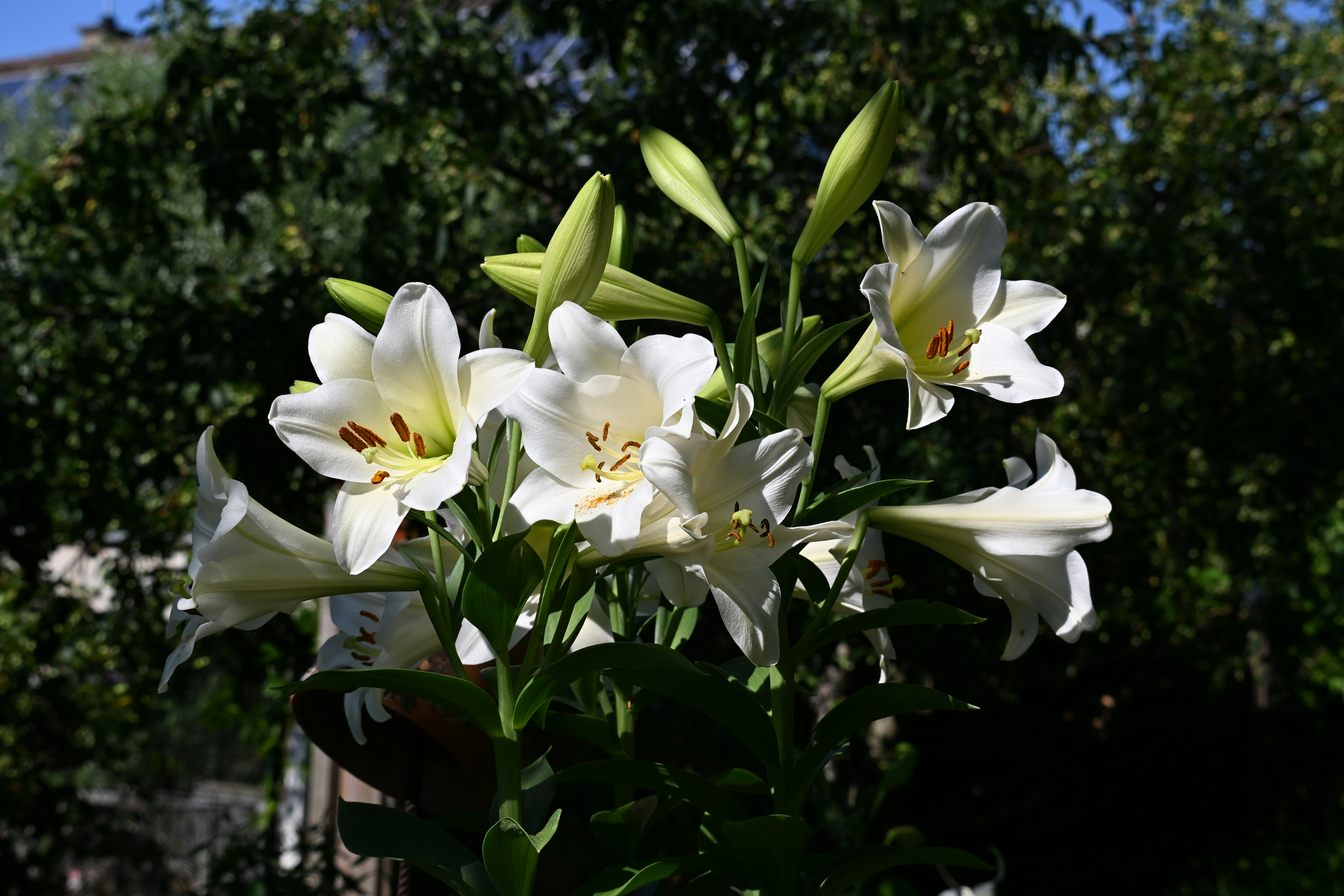 White Lily Bloom Centerpiece Against Sunlit Foliage