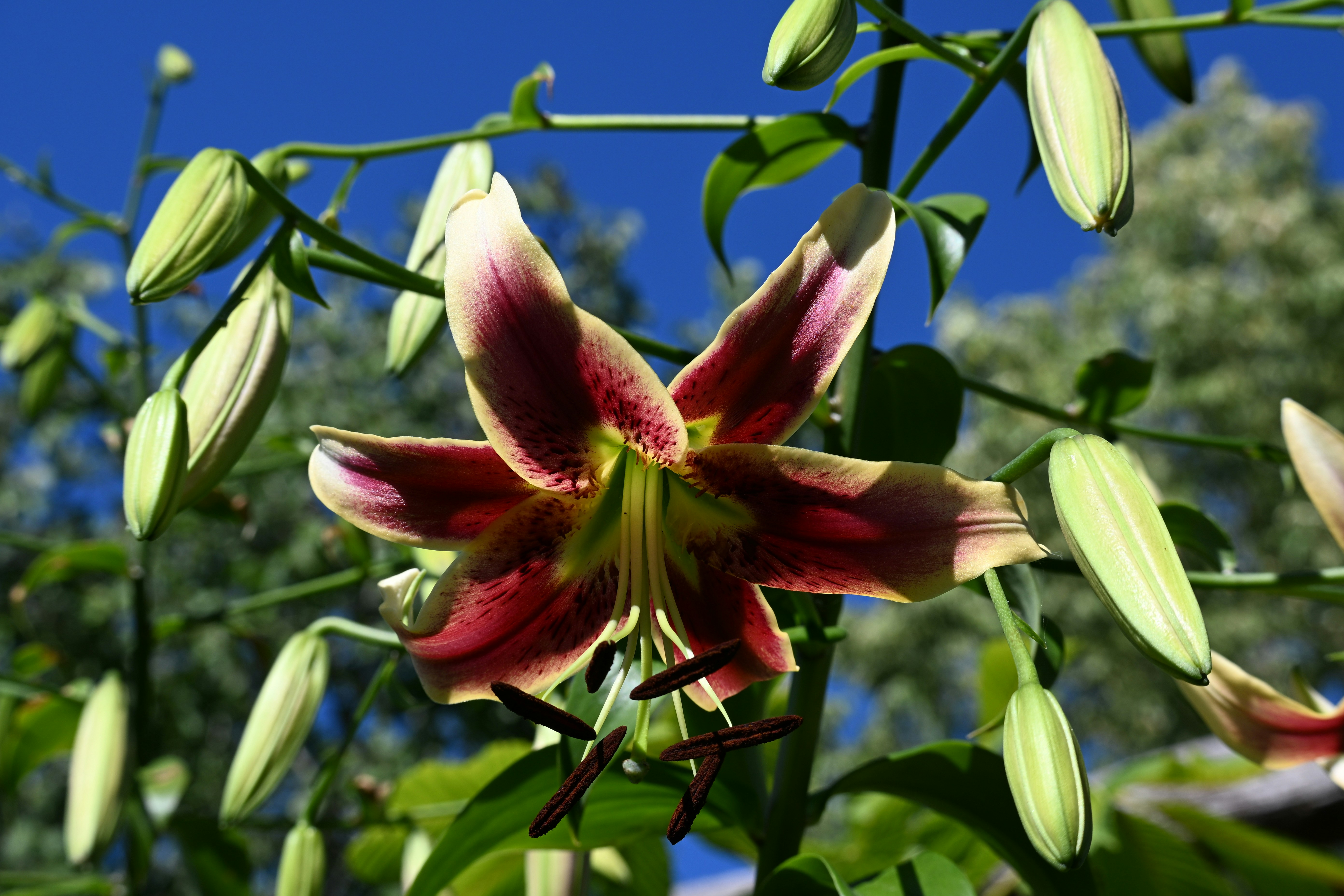 Crimson Stargazer Amid Starry Buds