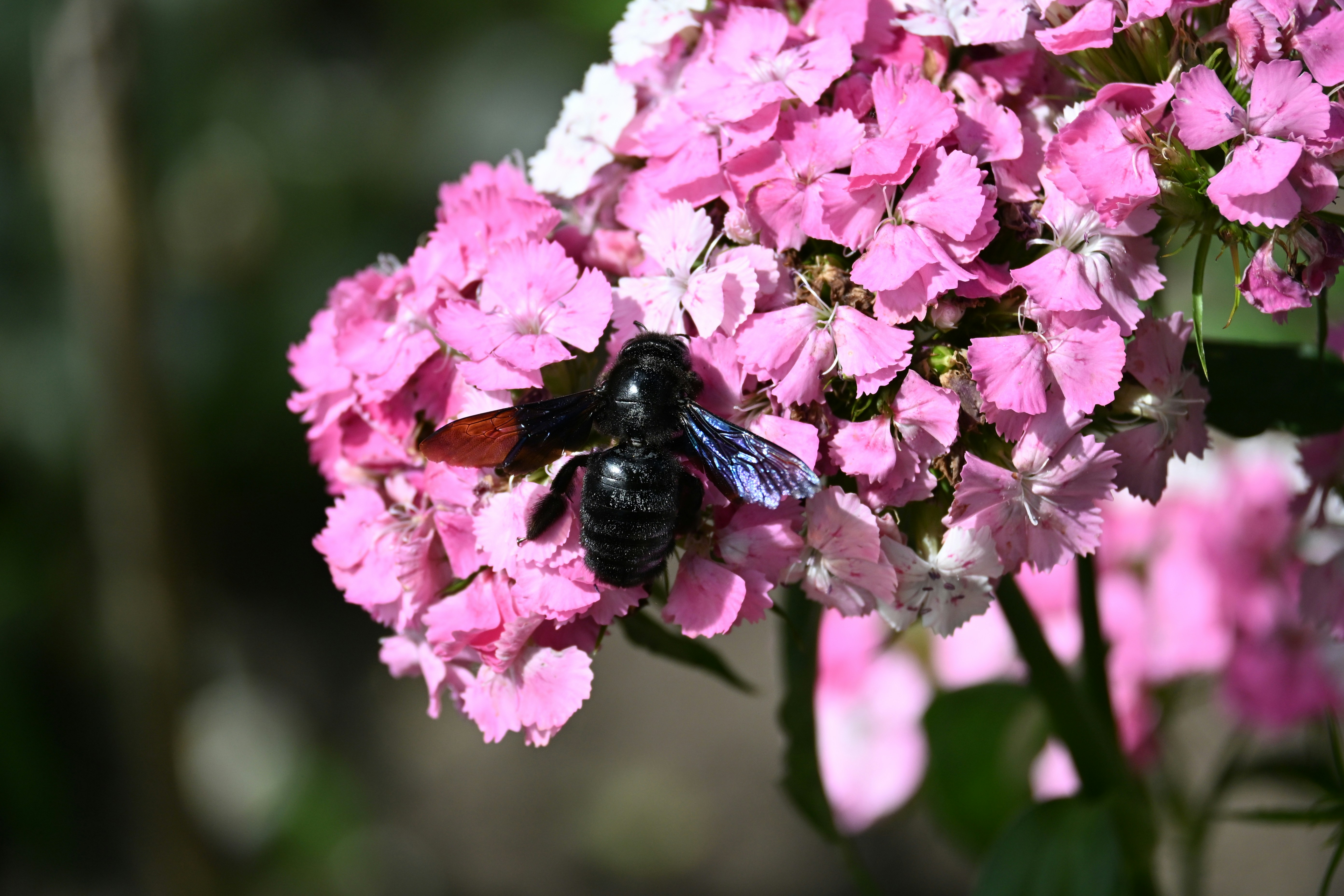Midday Worker: A Black Bee on Pink Hydrangea Blossoms