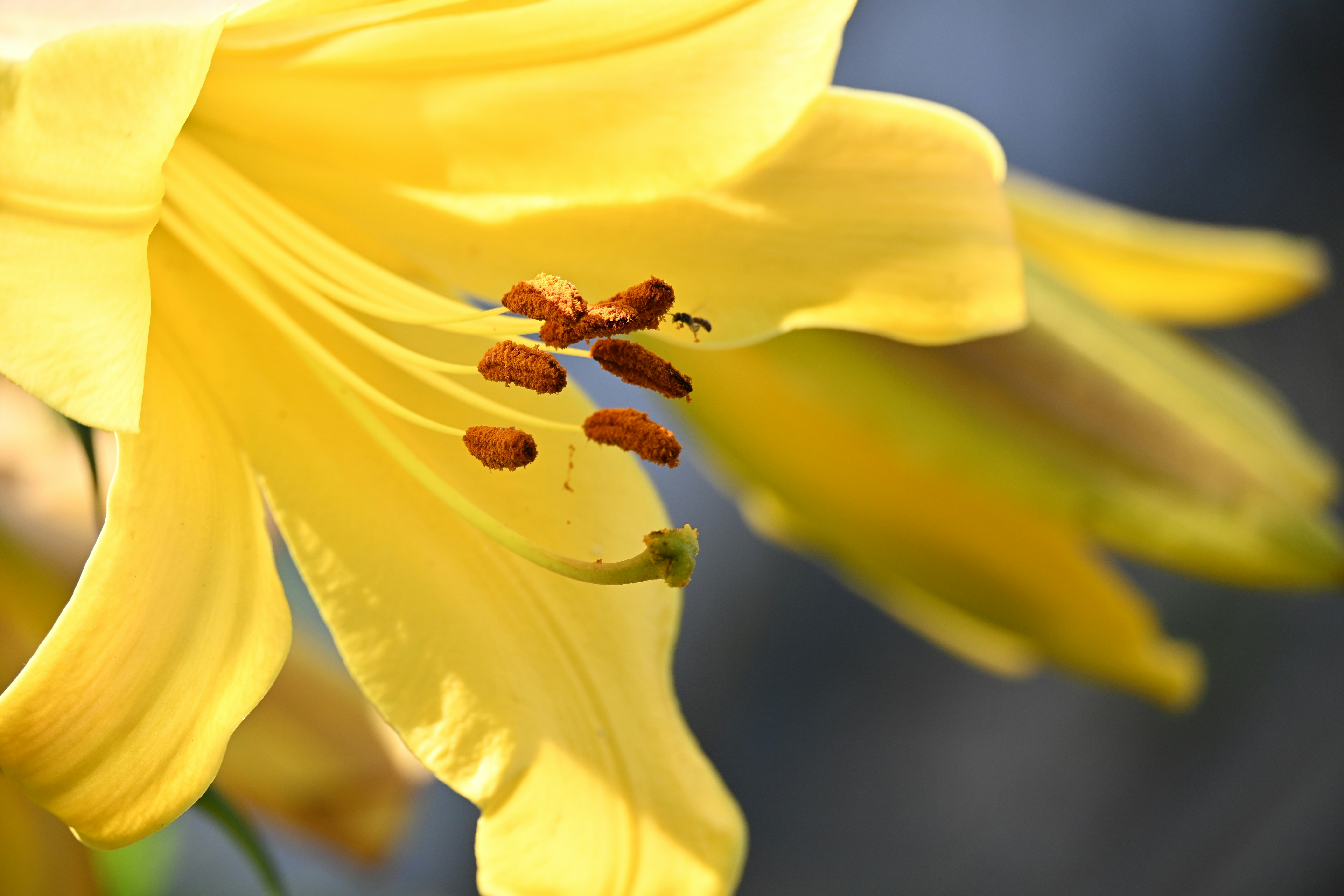 Stamen Spotlight: A Yellow Lily’s Stamen in Soft Backlight