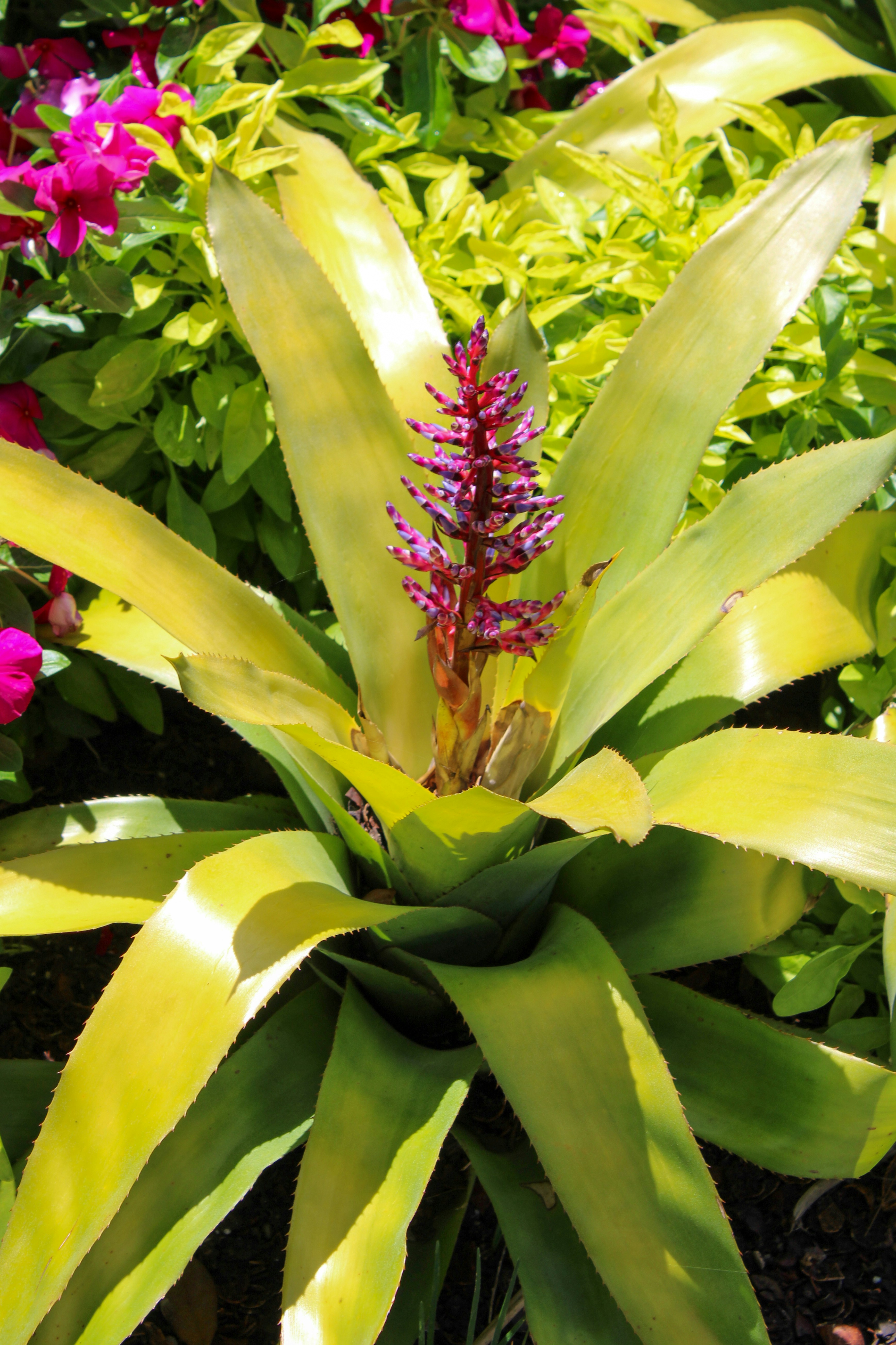 Centrally Blooming Agave Frond with Magenta Inflorescence