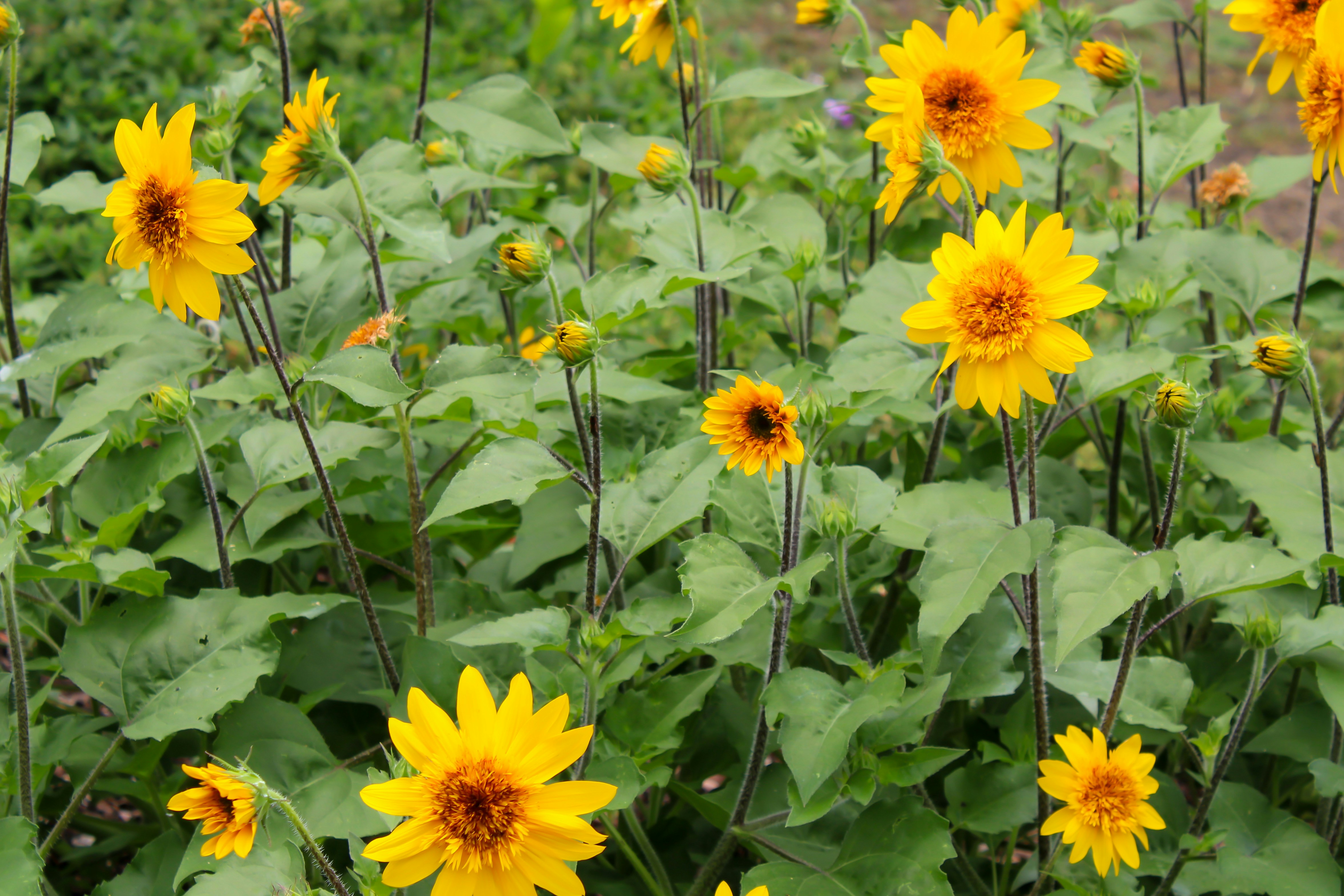 Golden Sunflowers Beneath a Bright Sky
