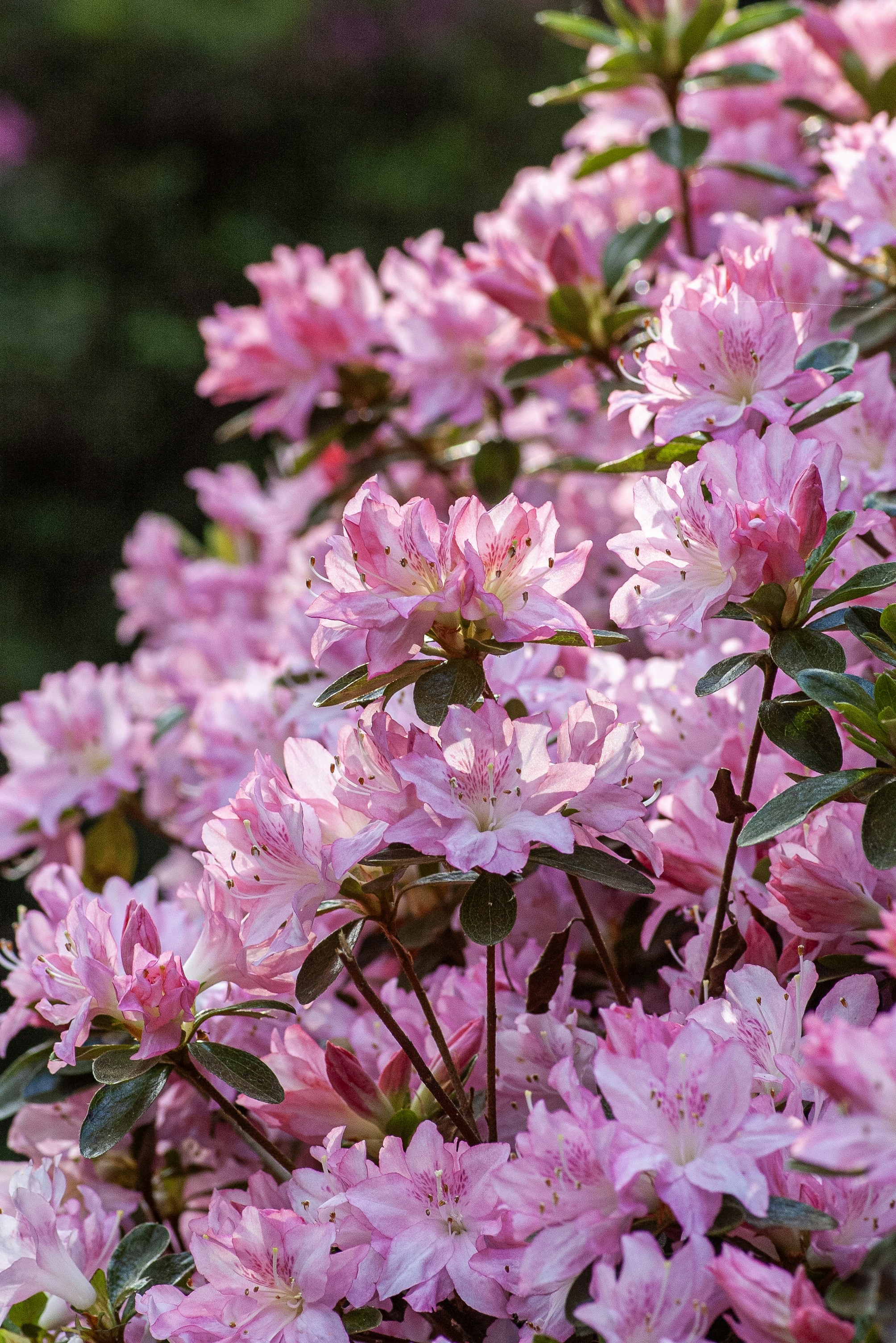 Petals in Bloom: Soft Pink Azaleas Painting a Garden Wall