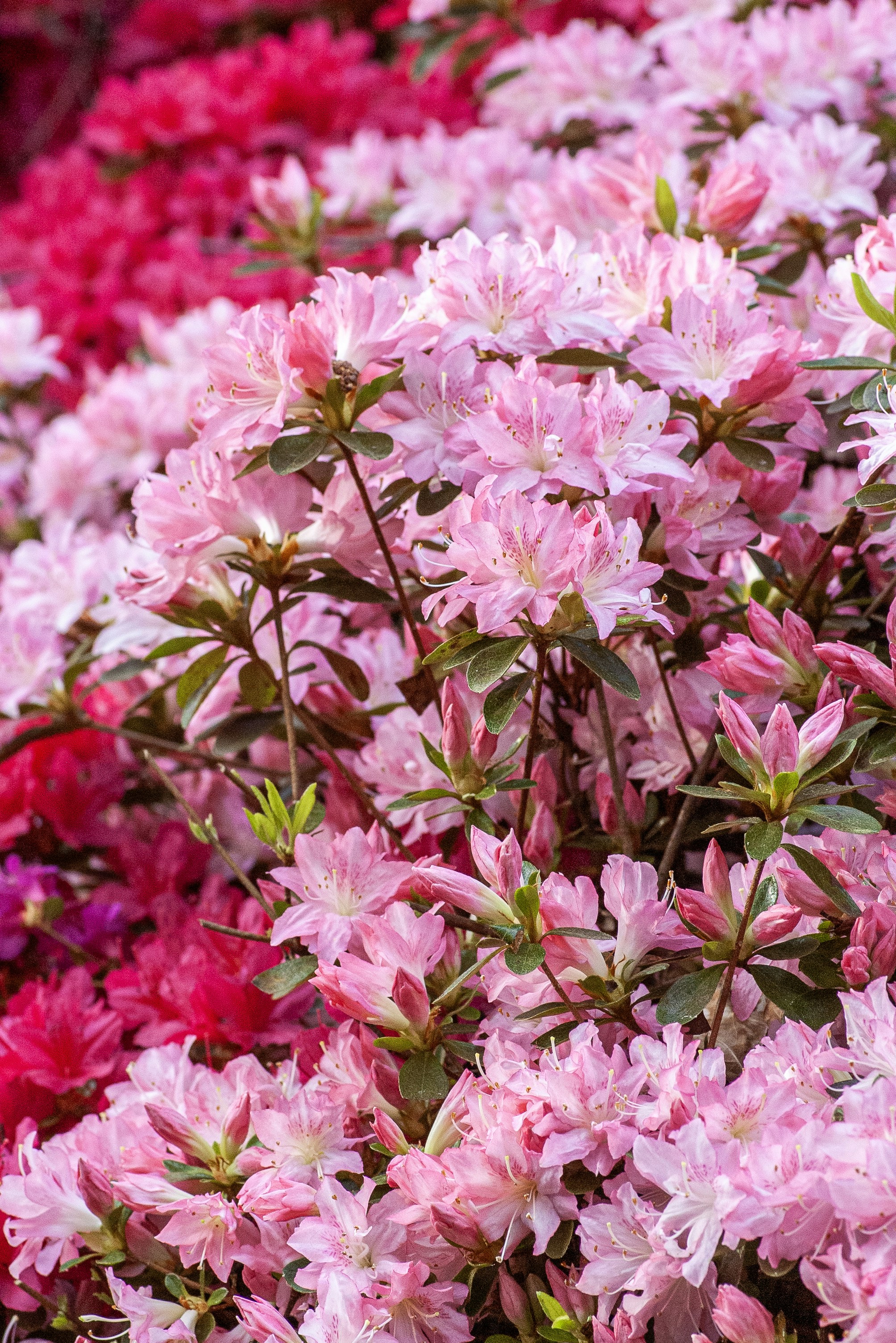 Vibrant pink azalea blossoms fill the frame with lush green leaves, forming a dense floral wall. The image highlights the abundance and color richness of the shrub in full bloom.