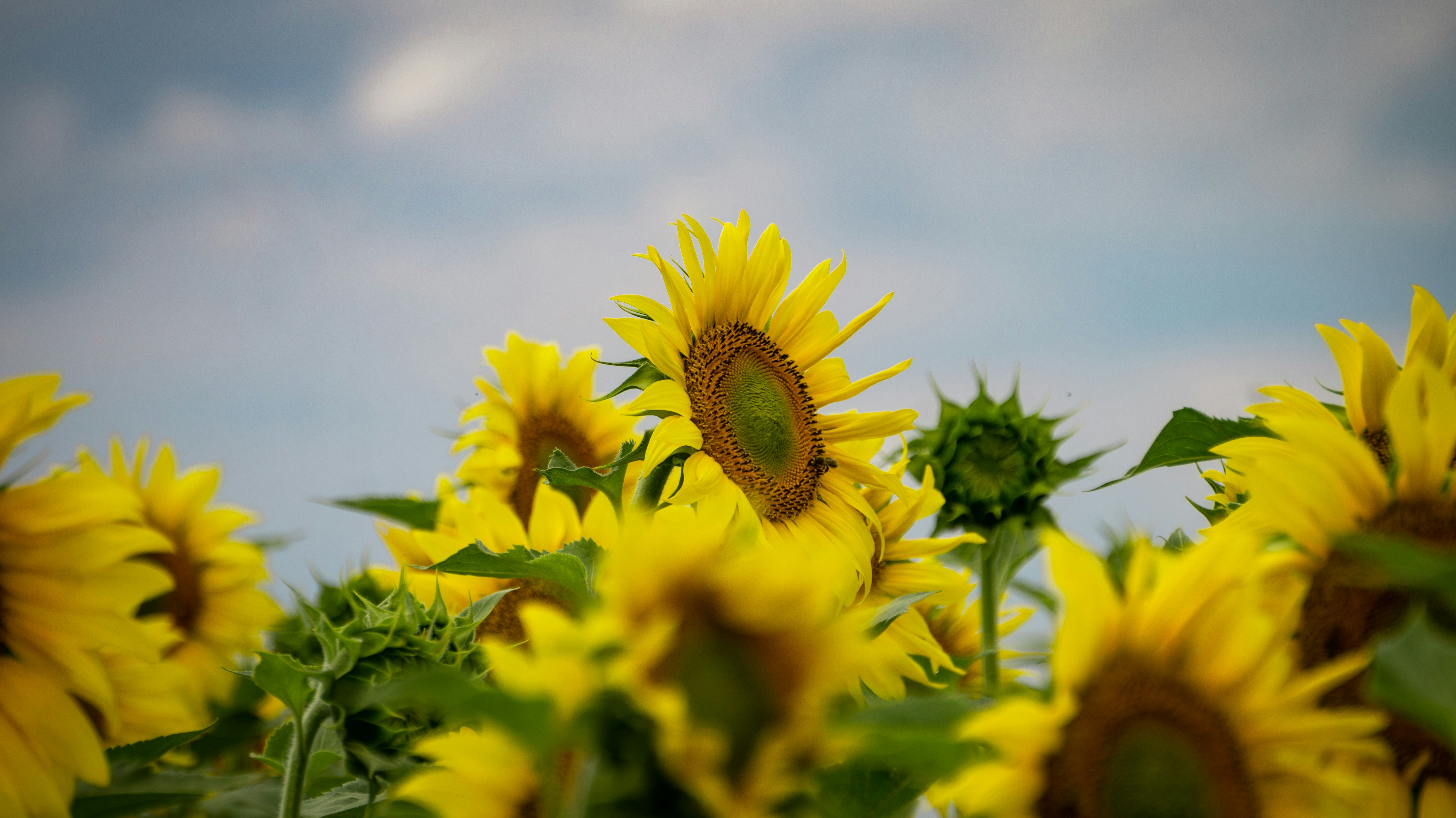 Sunlit Heads in a Meadow: The Close-Up of Summer
