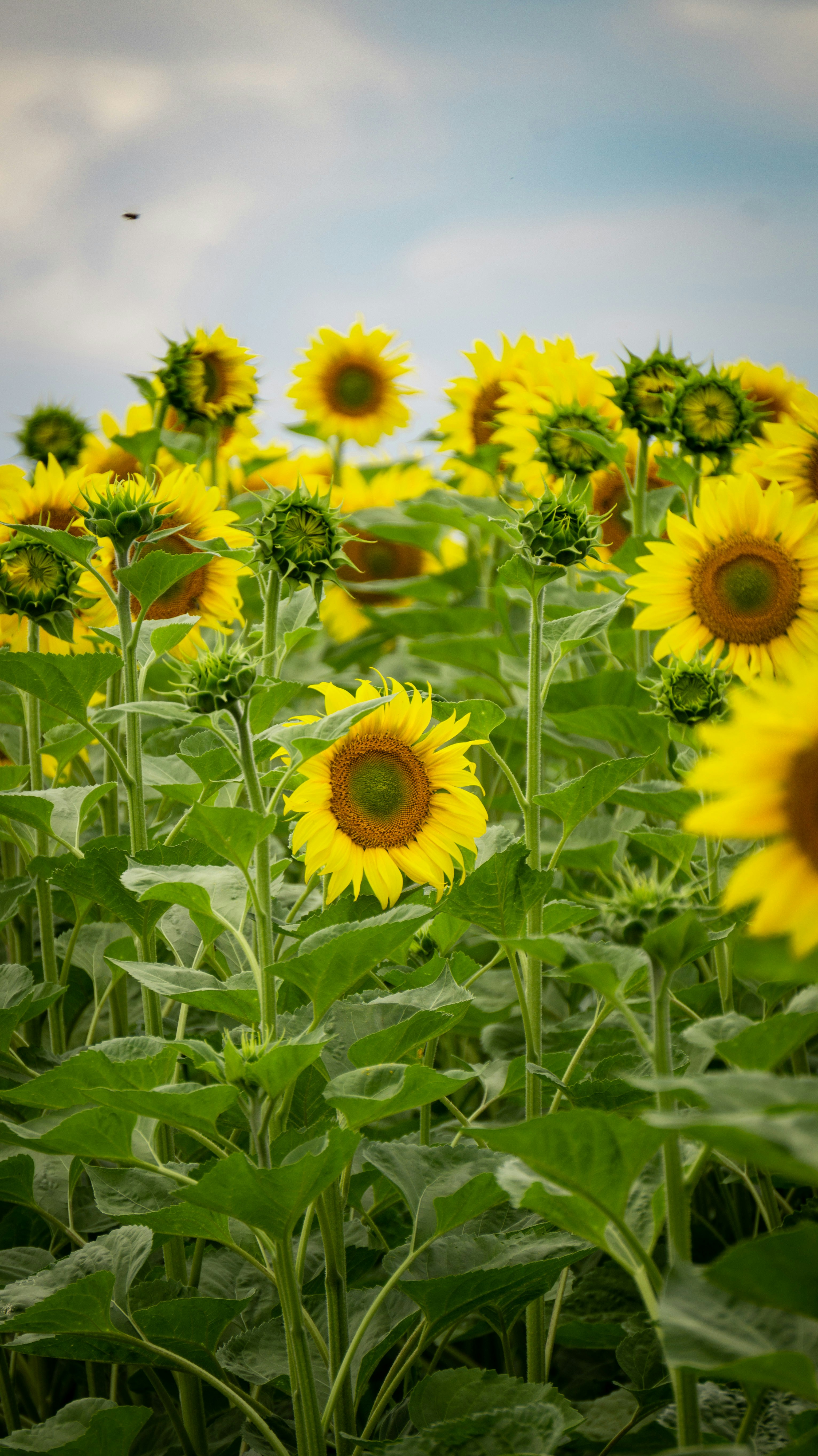 Sunlit Field of Golden Faces