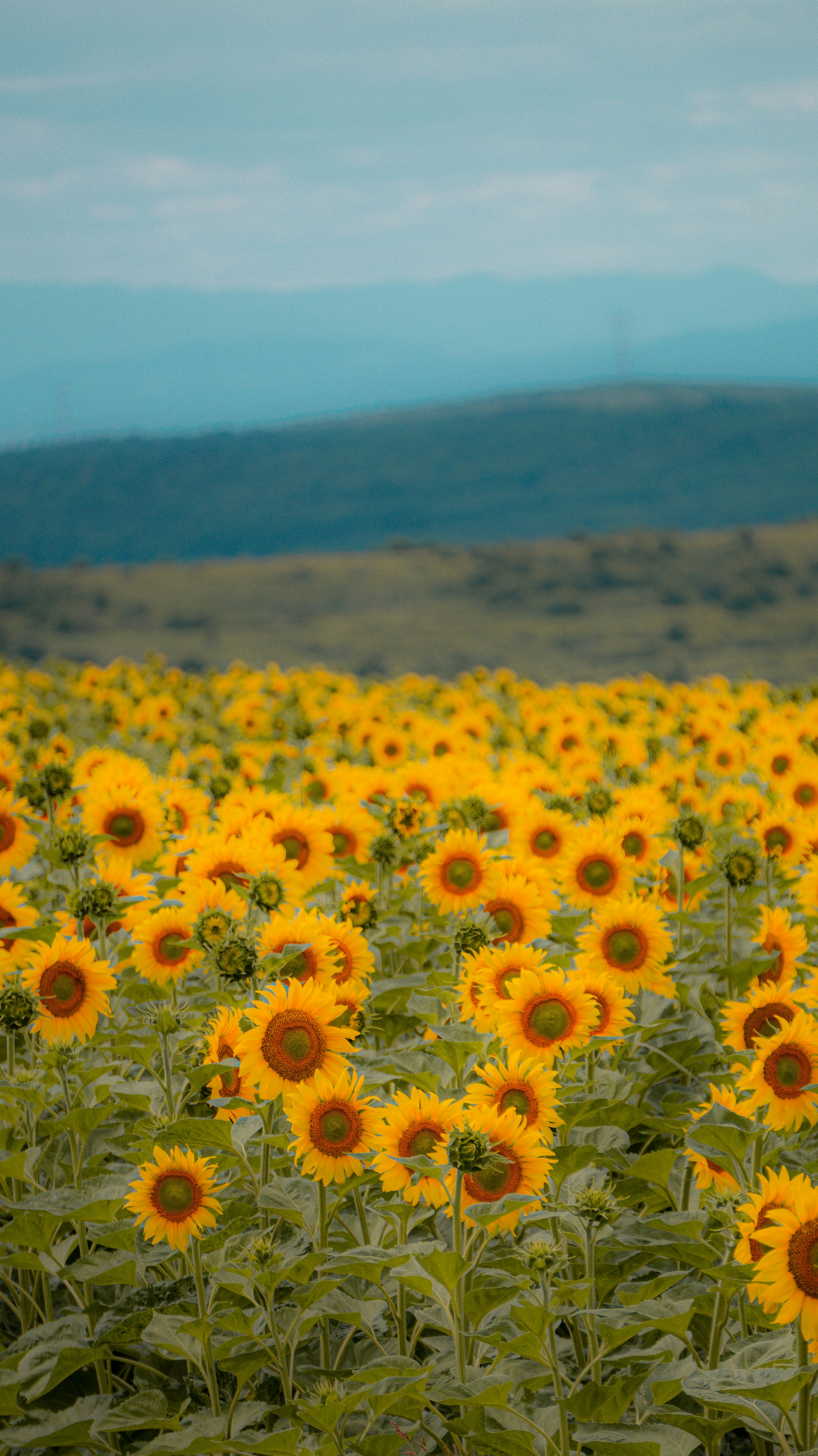 Sunlit Sea of Golden Heads