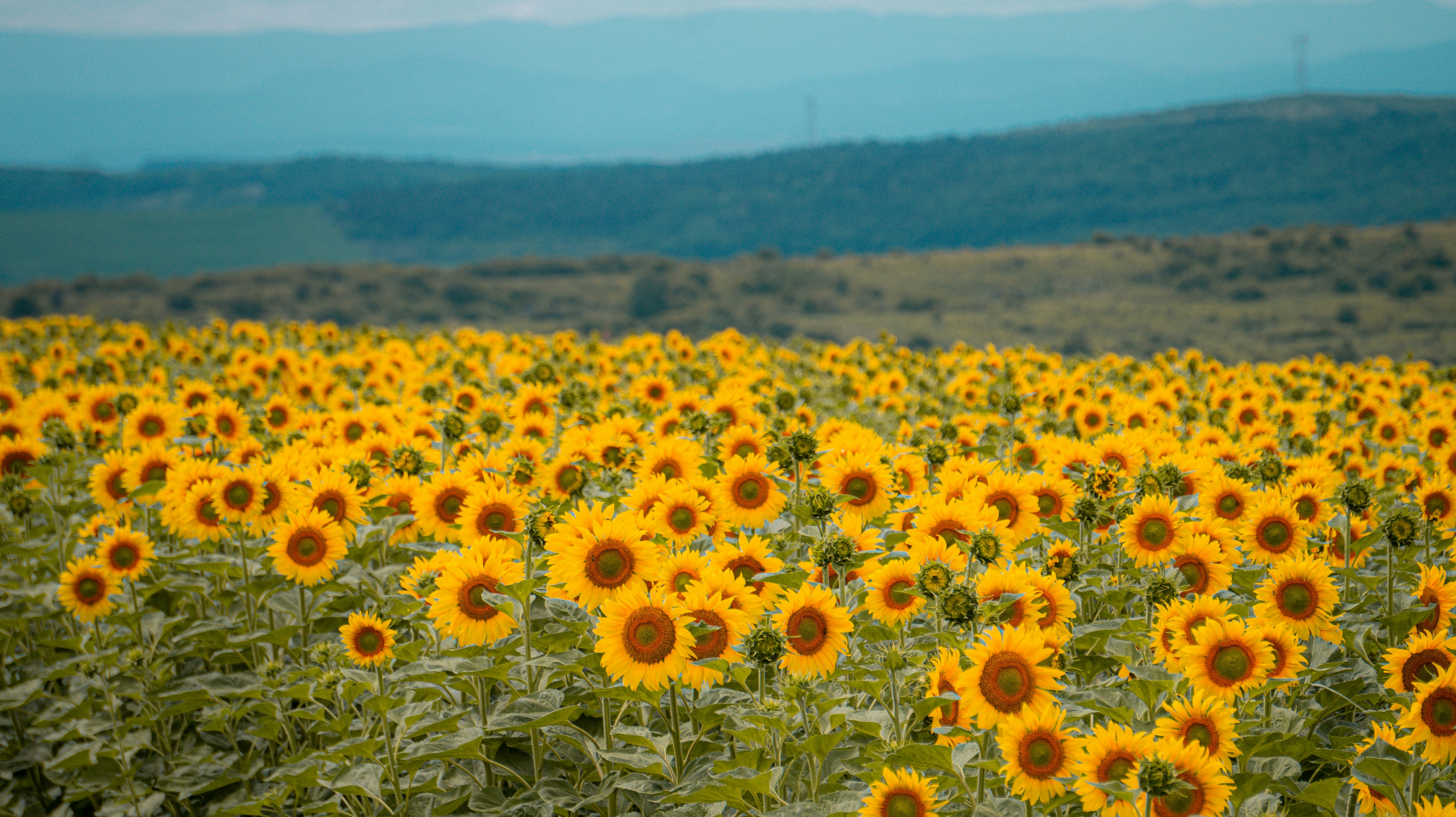 Sunlit Immensity: A Sea of Sunflowers Under a Quiet Horizon